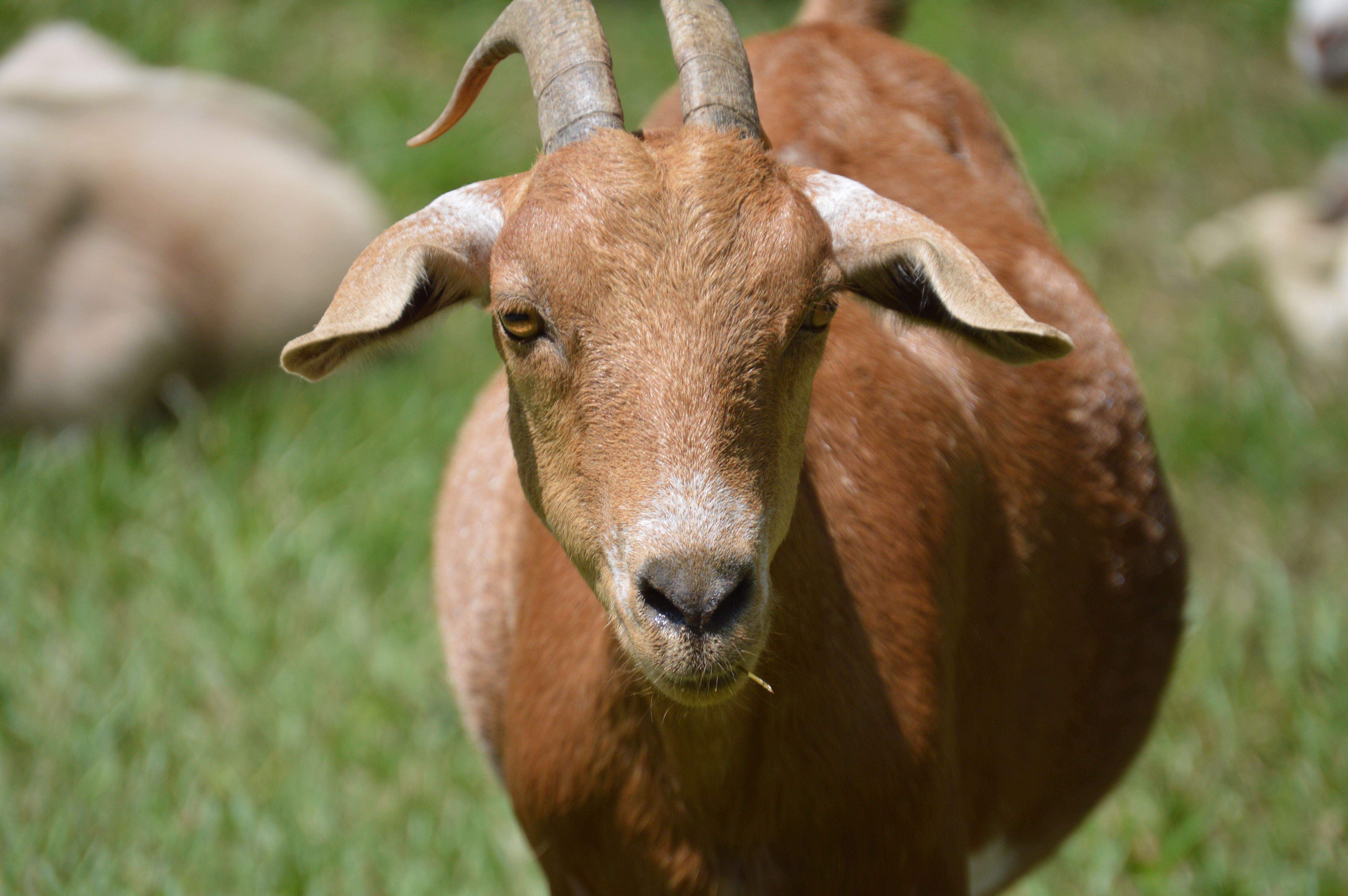 Herd of Goat on Grass Field · Free Stock Photo