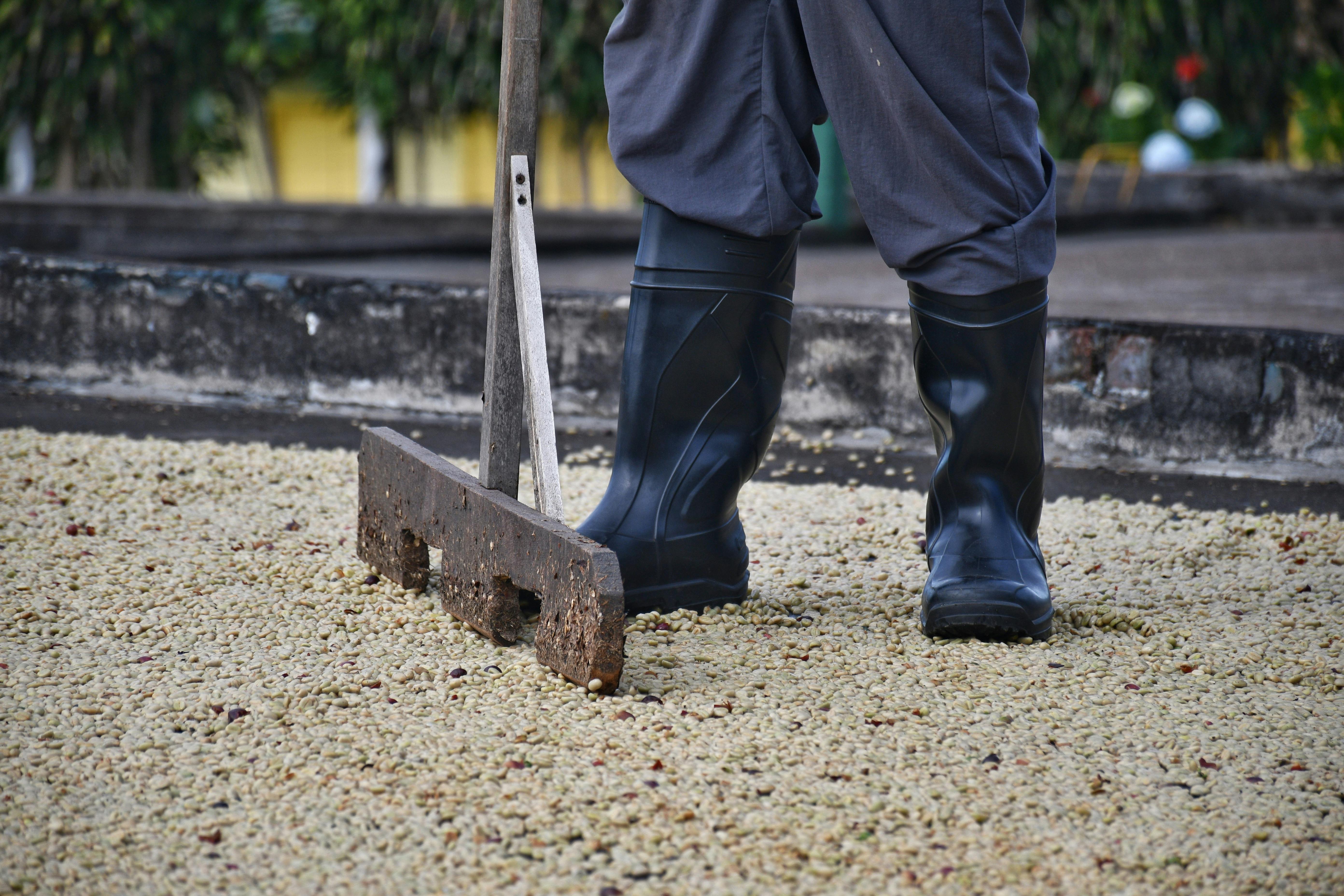 The Heart of Coffee: Costa Rica's Coffee Plantations · Free Stock Photo
