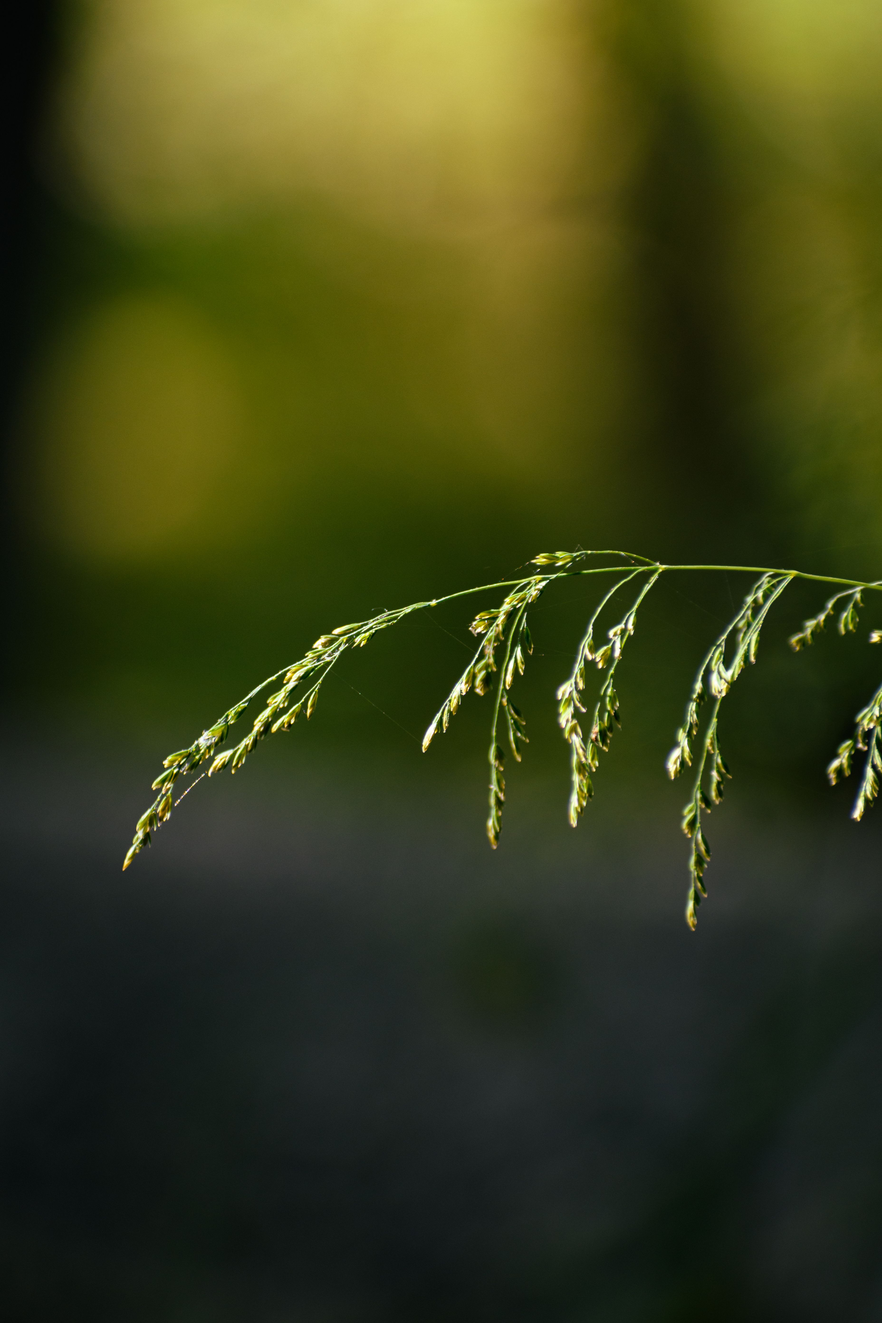 A close up of a plant with small green leaves · Free Stock Photo