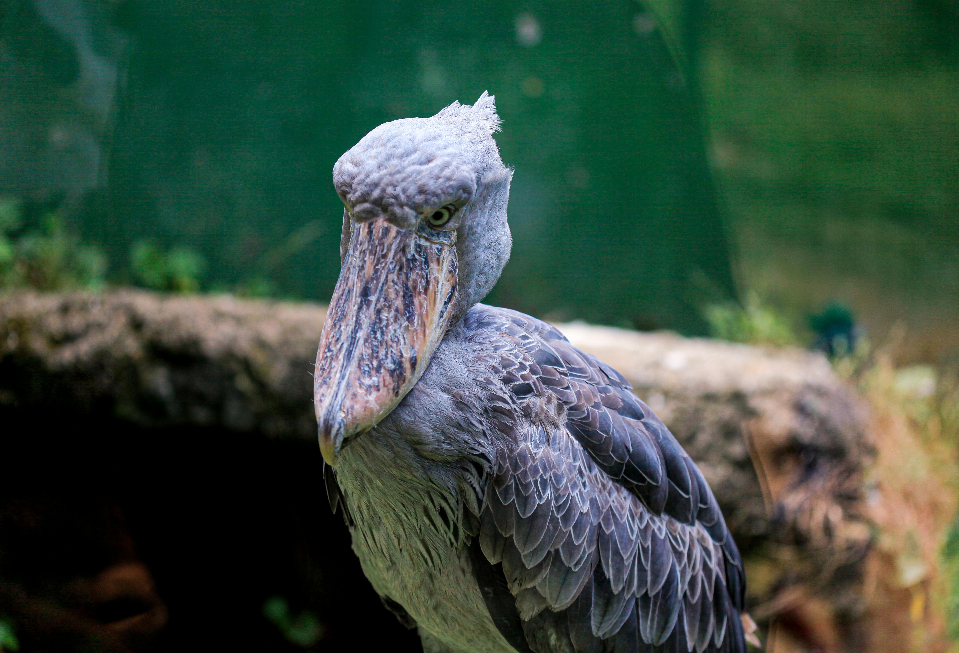 Shoebill bird · Free Stock Photo