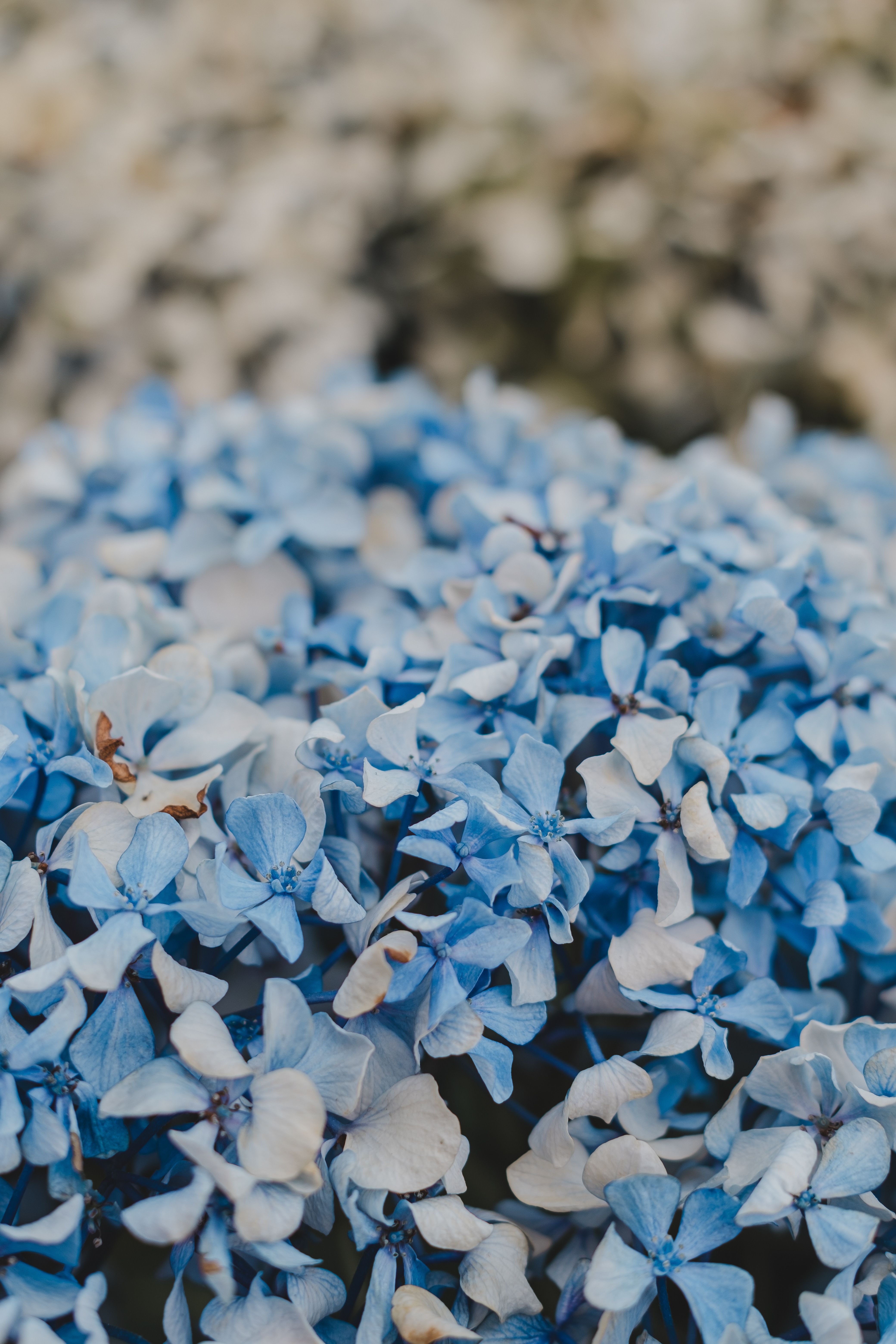 Cornflower Petals and Flower Head Scattered · Free Stock Photo