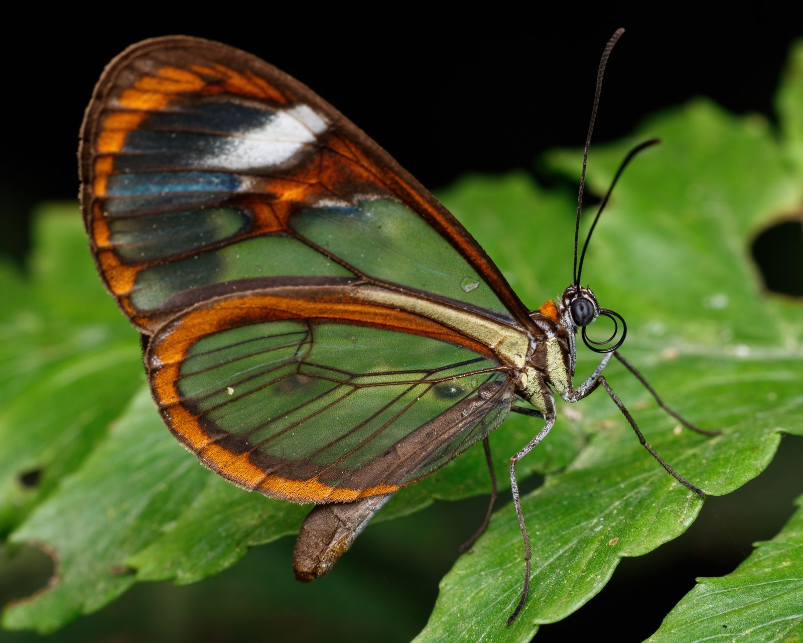 Glasswing Butterfly Photos, Download The BEST Free Glasswing Butterfly ...