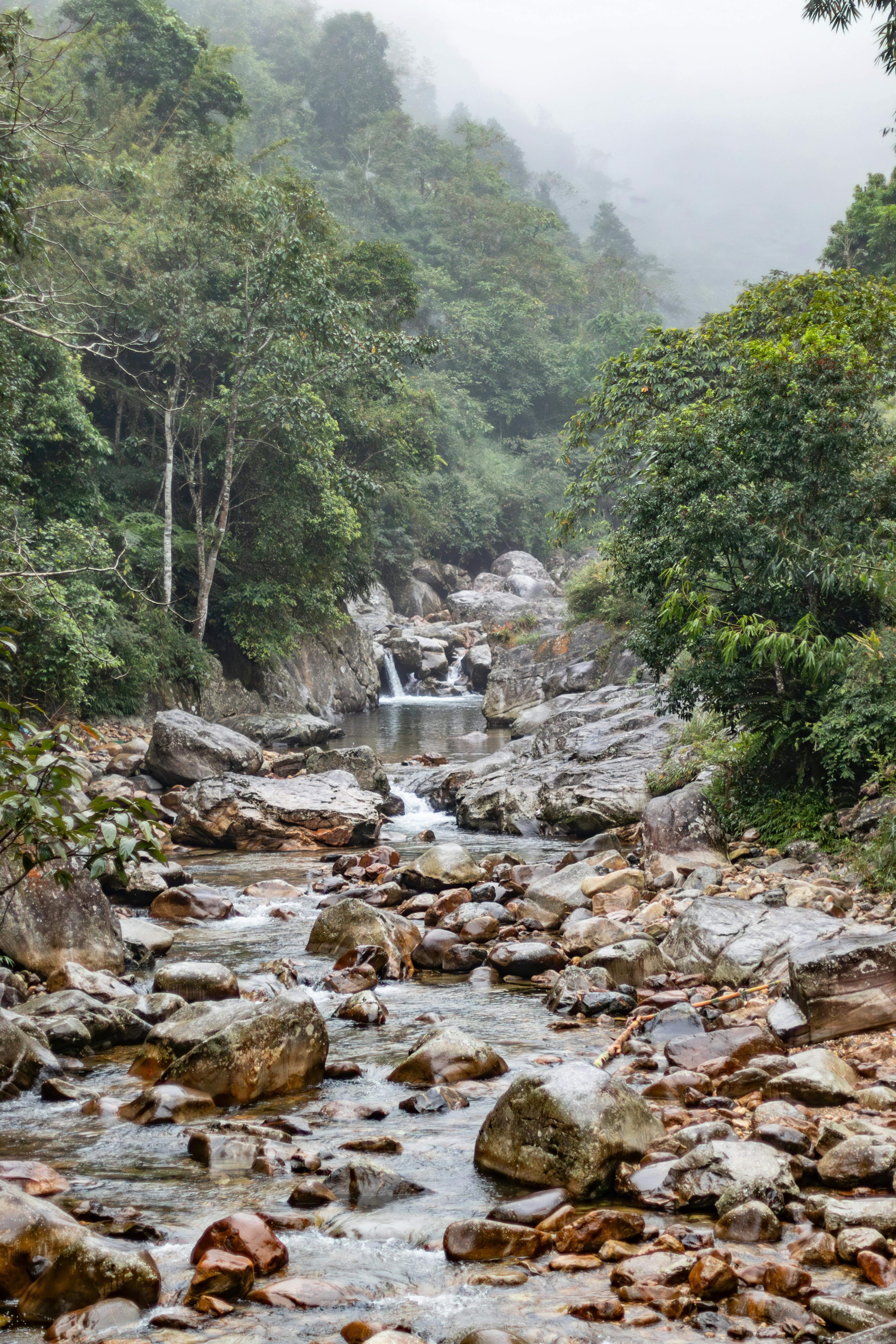 A stream runs through the forest with rocks and trees · Free Stock Photo