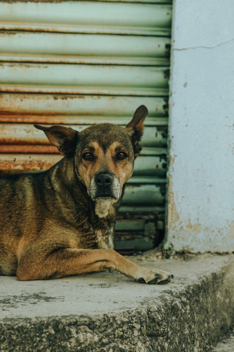 Stray Dog Photos, Download The BEST Free Stray Dog Stock Photos & HD Images
