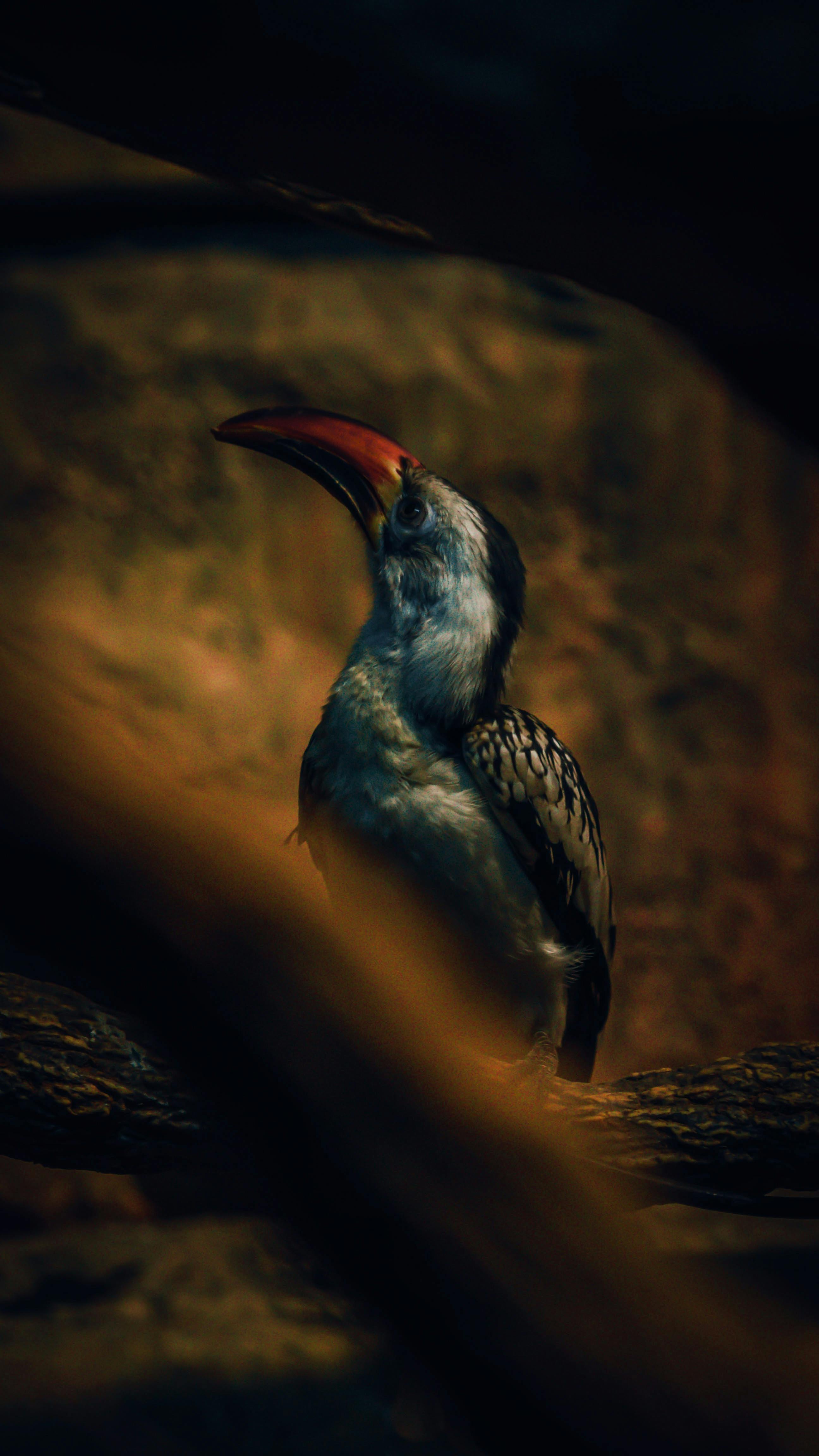 A bird with a long beak is sitting on a branch · Free Stock Photo