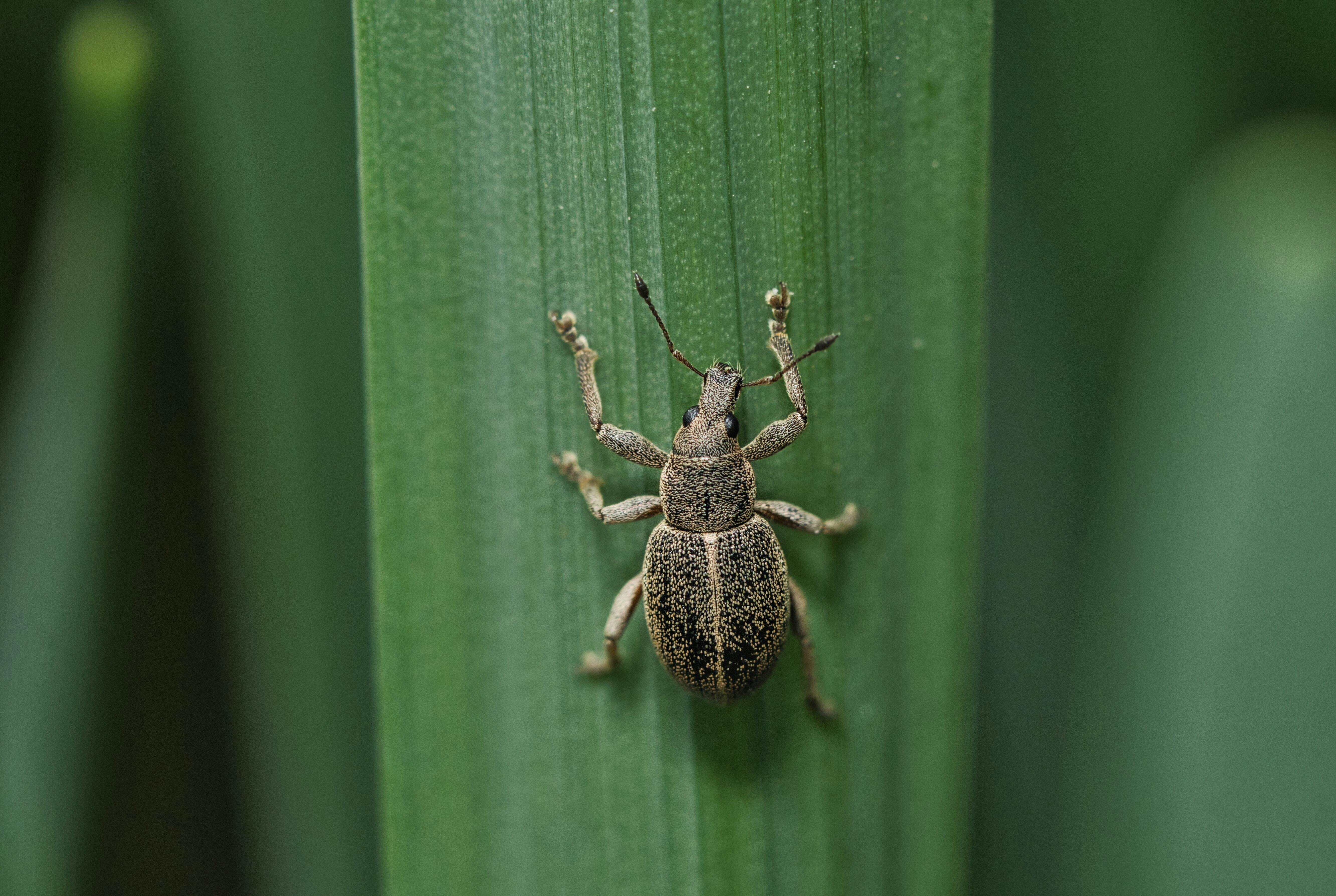 Macro Photo of Brown June Beetle on Green Leaf · Free Stock Photo