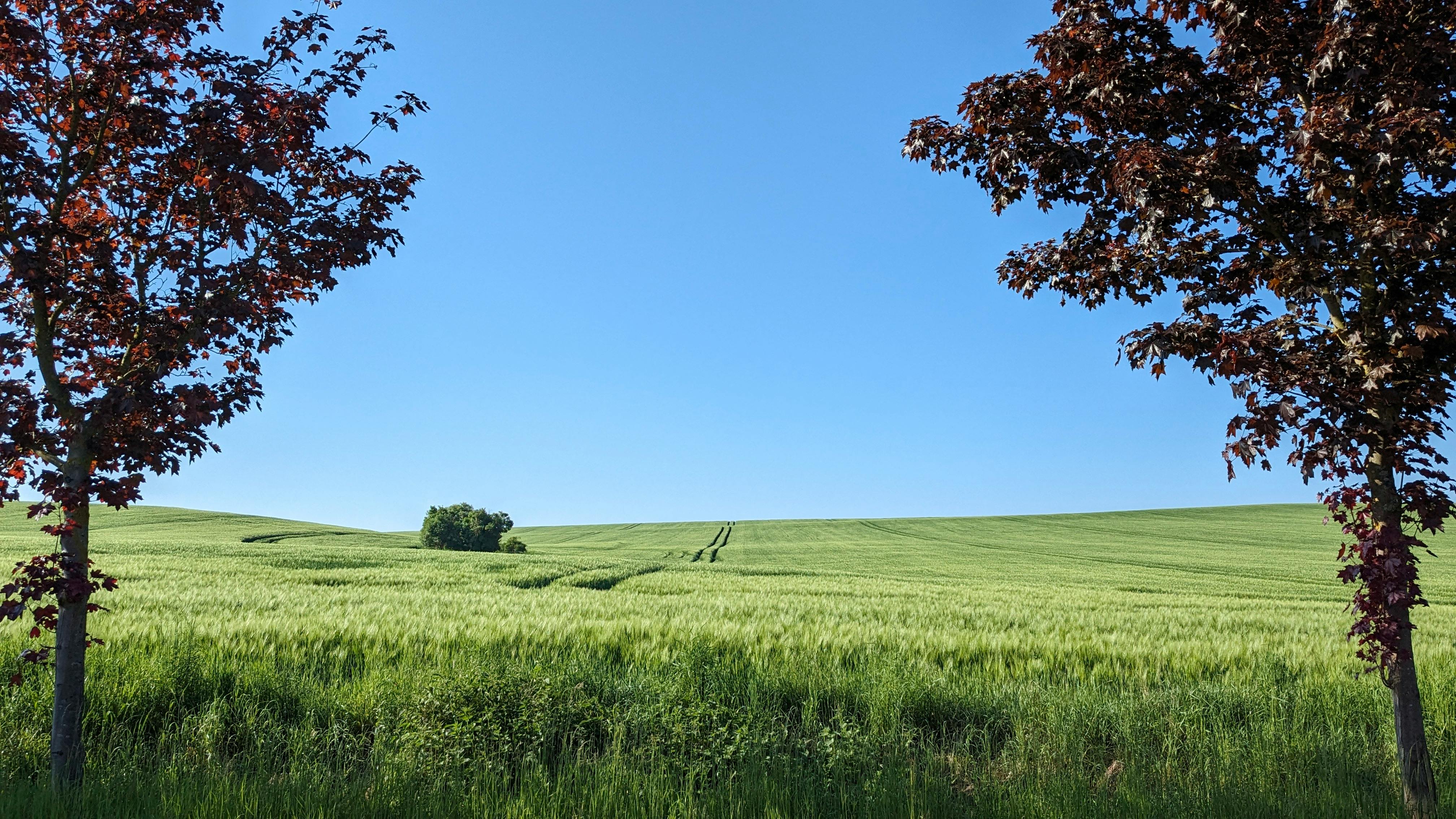 Landscape Photography of Green Tree · Free Stock Photo