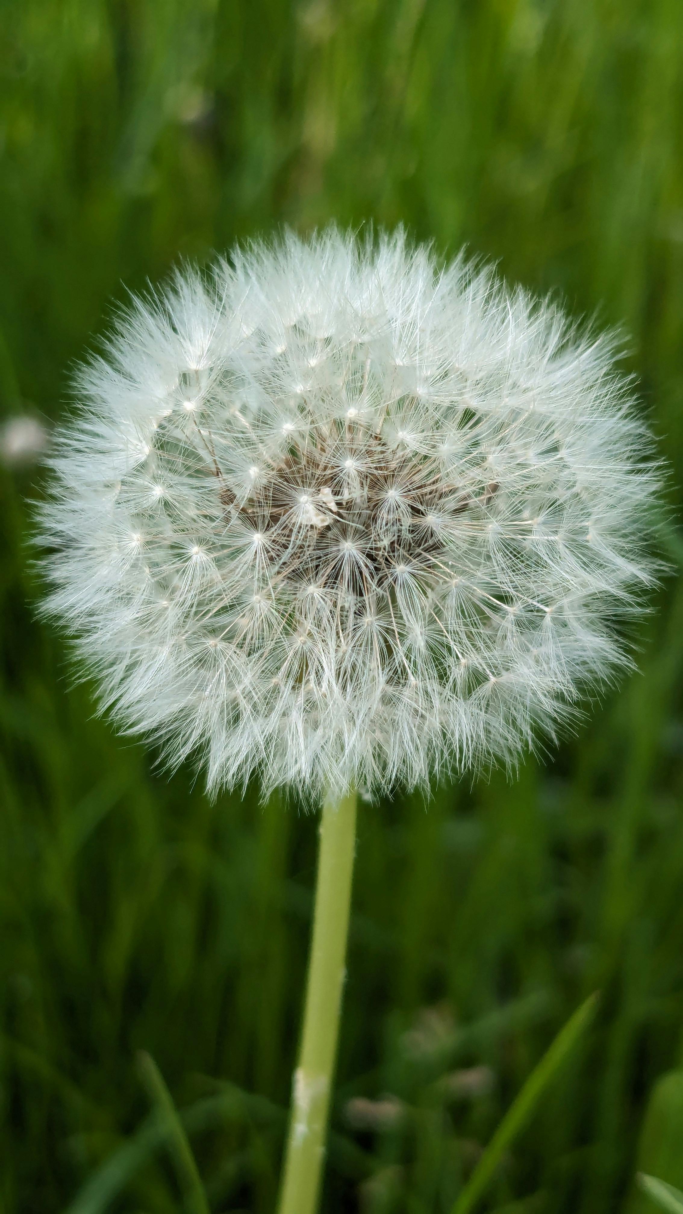 Close-Up Photo of Dandelion · Free Stock Photo