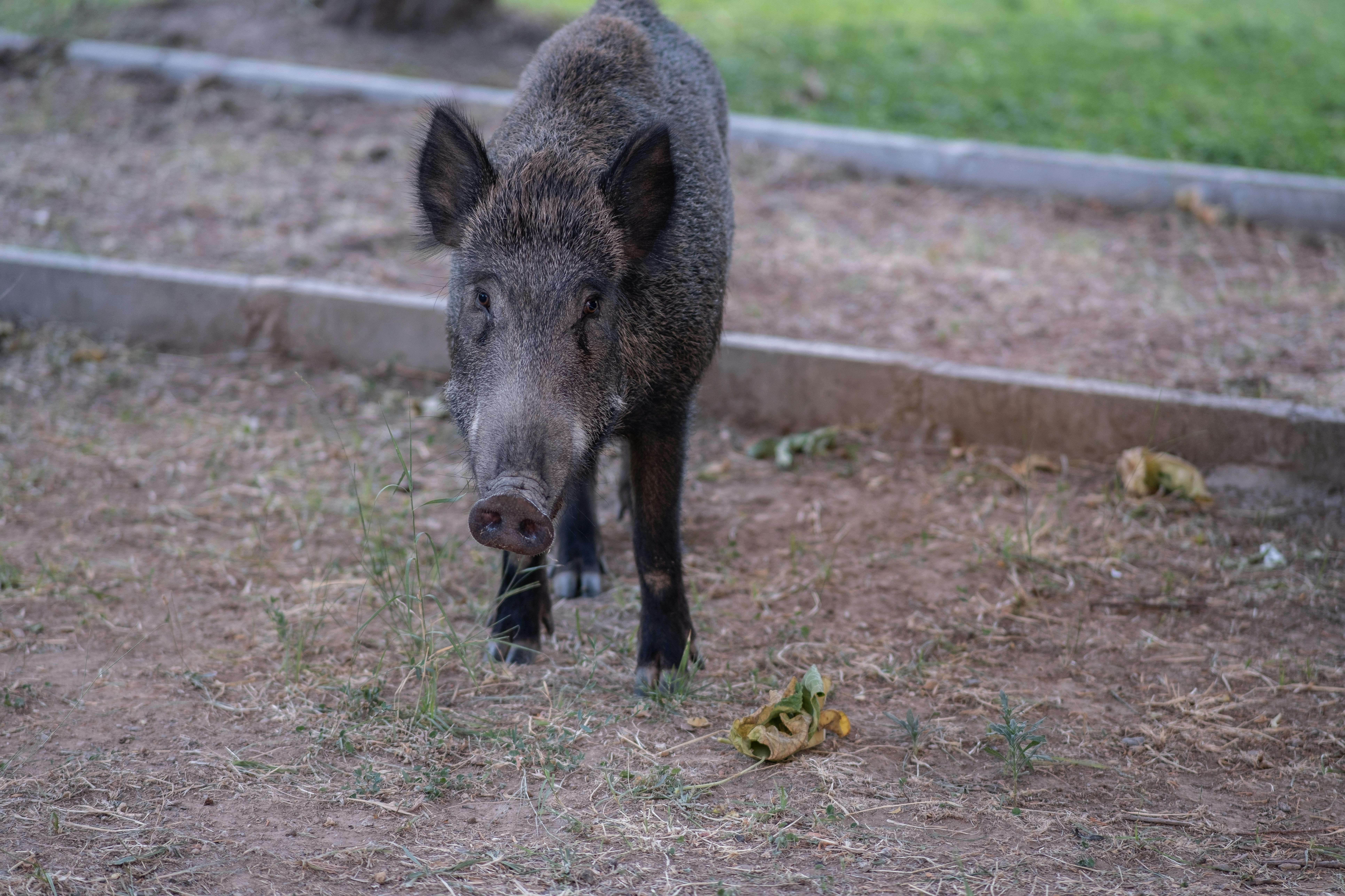 A small wild boar is walking on the ground · Free Stock Photo