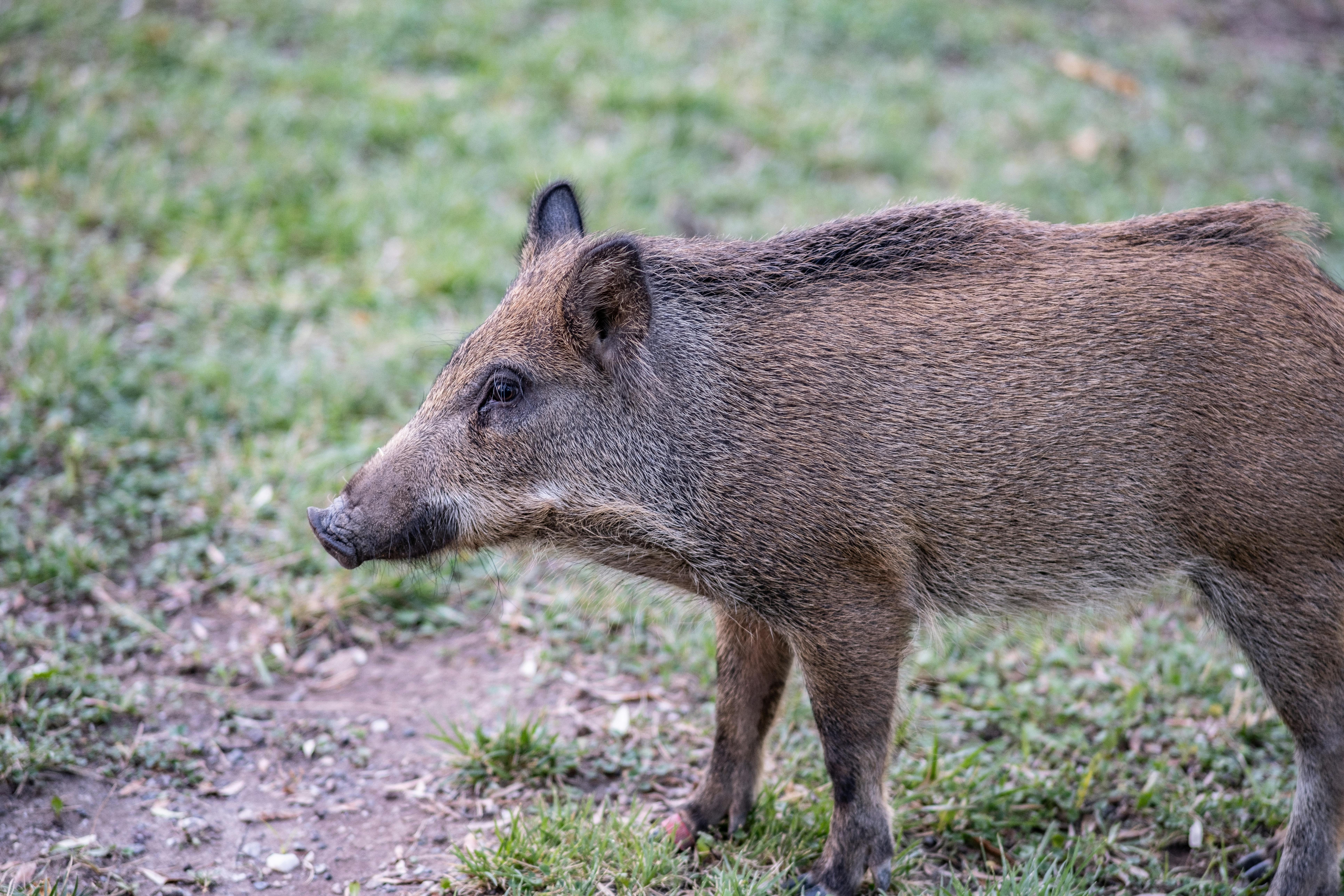 Portrait of a Wild Boar in Grass · Free Stock Photo
