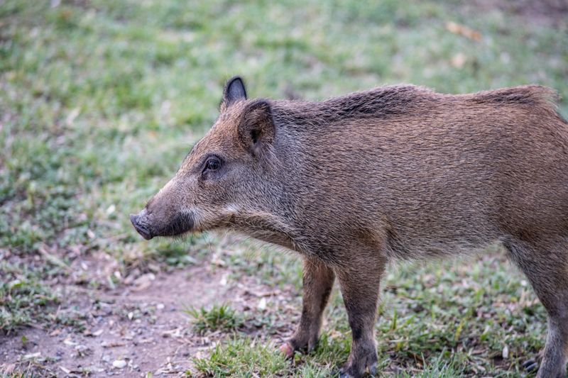 Wild Hog Photos, Download The BEST Free Wild Hog Stock Photos & HD Images