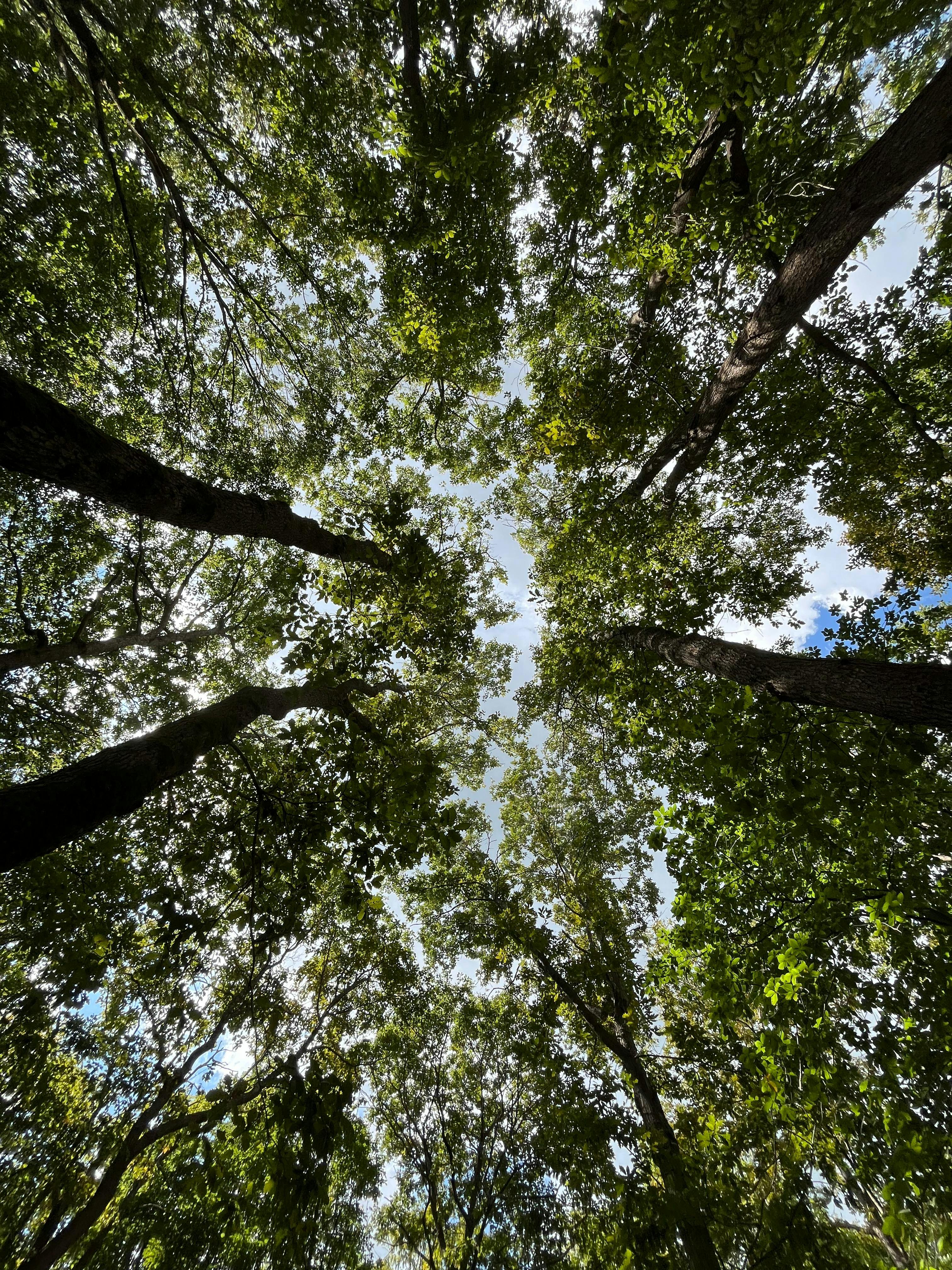A view of the canopy of a forest · Free Stock Photo