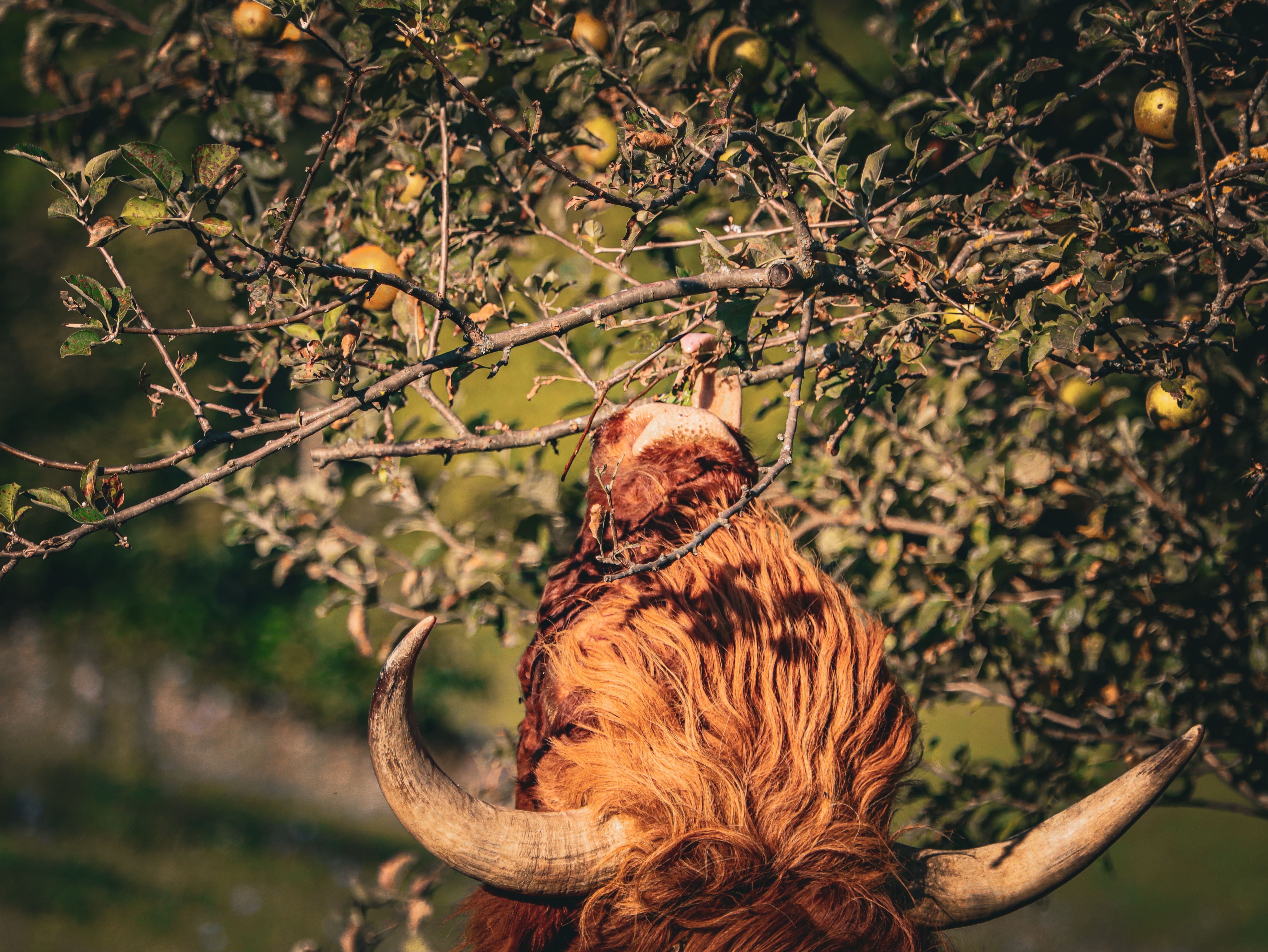 A highland cow eating an apple from an apple tree · Free Stock Photo