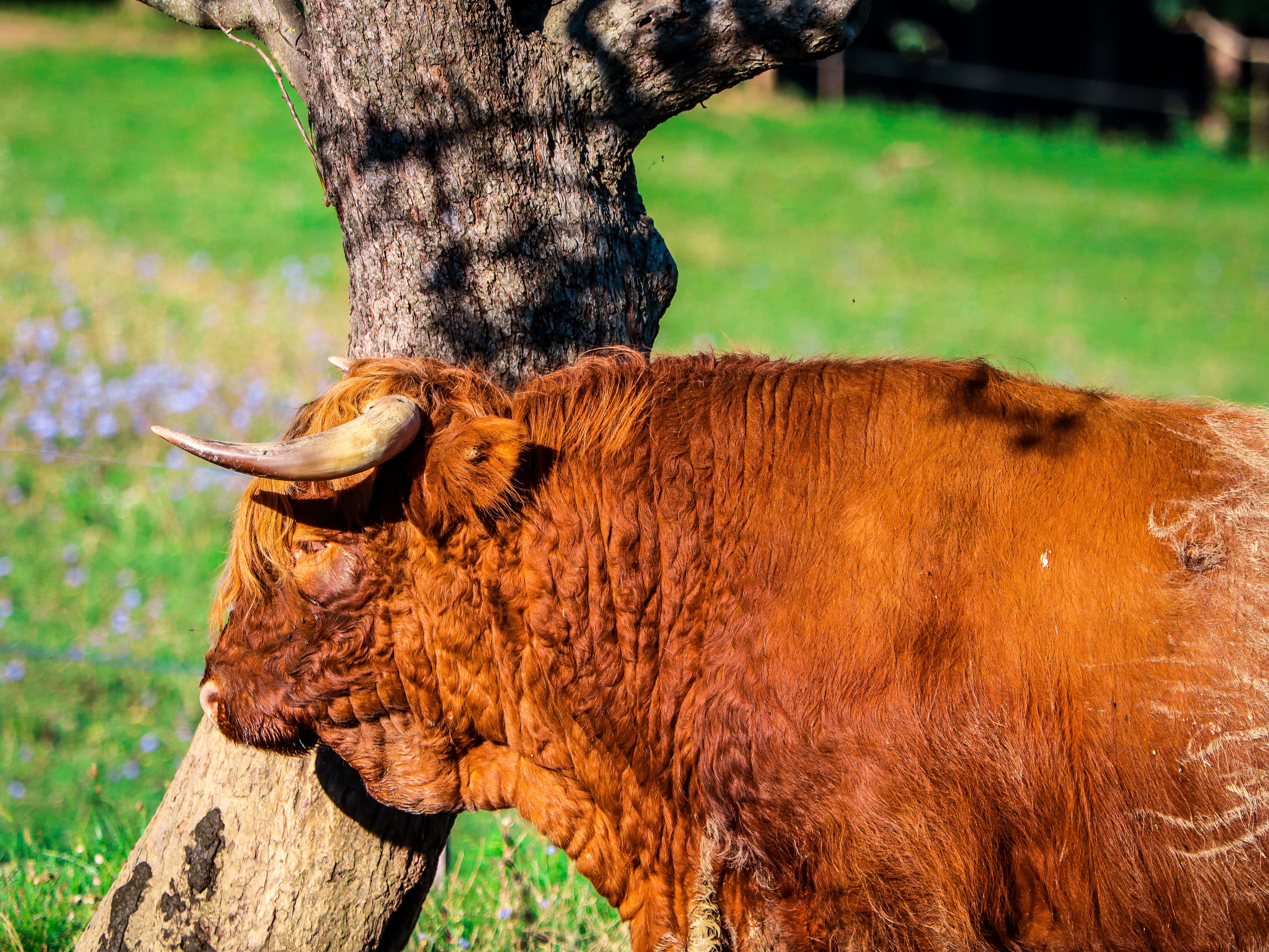 A bull is standing next to a tree · Free Stock Photo