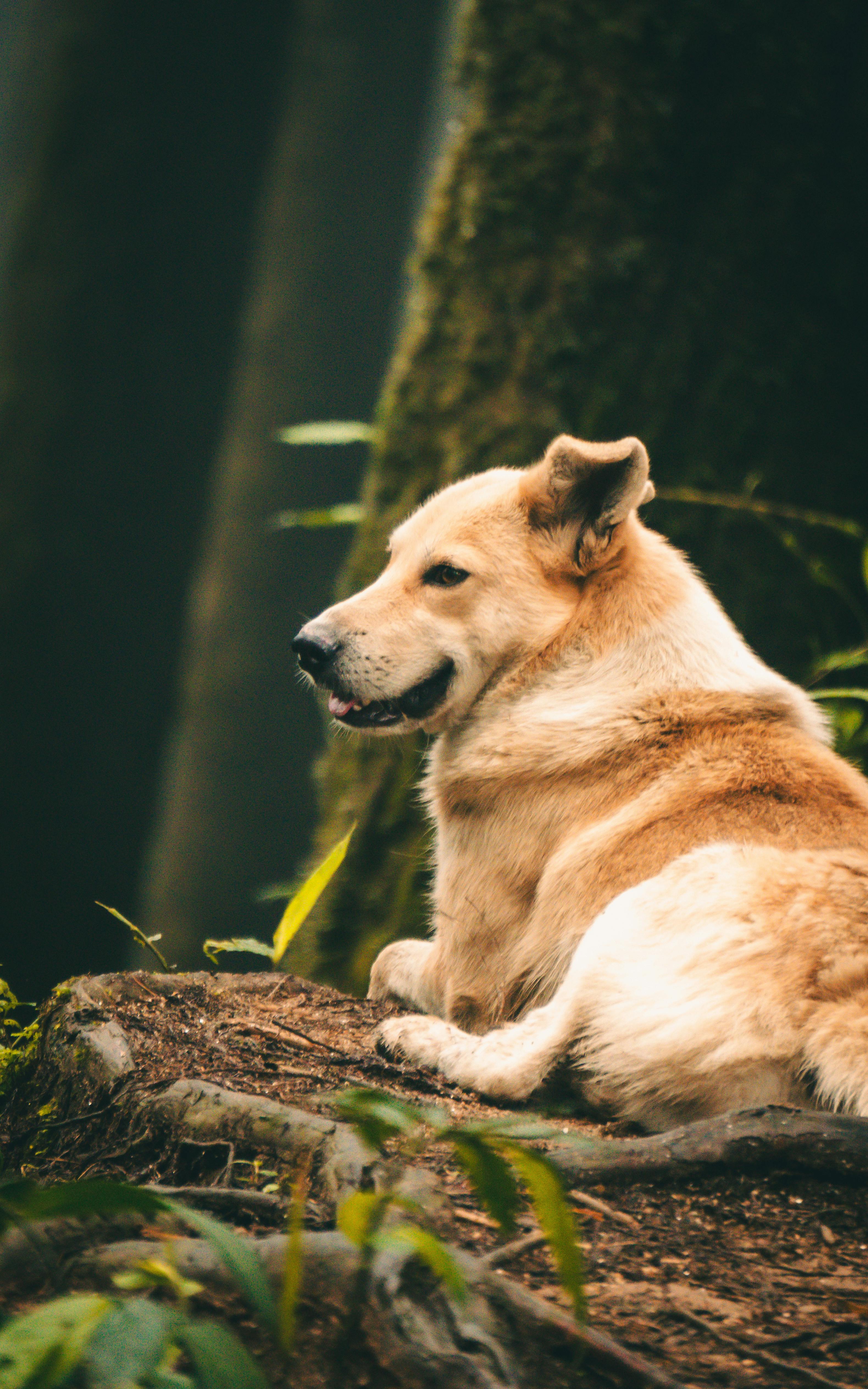 Dog Look Back Photos, Download The BEST Free Dog Look Back Stock Photos ...