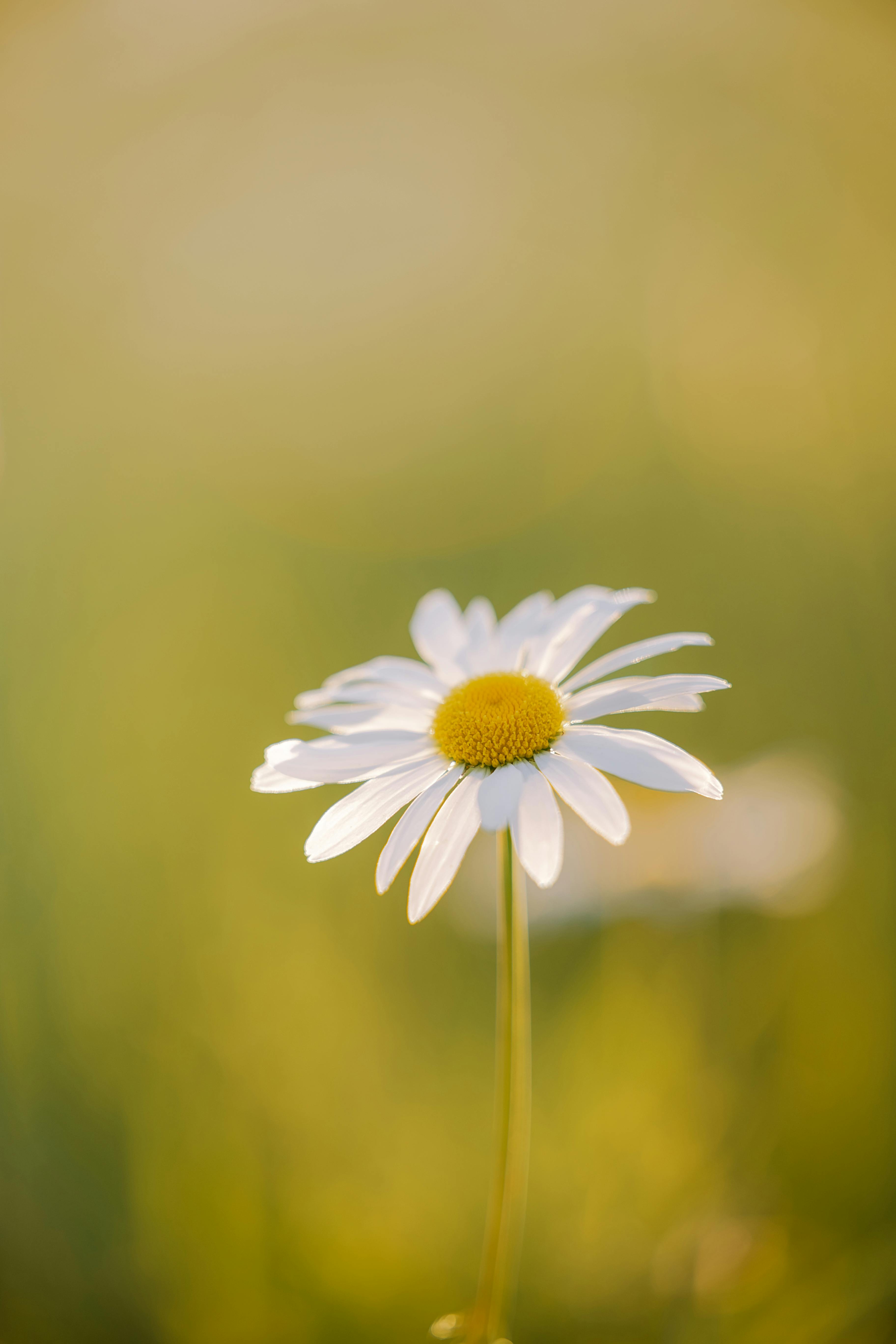 A single white daisy in the middle of a green field · Free Stock Photo