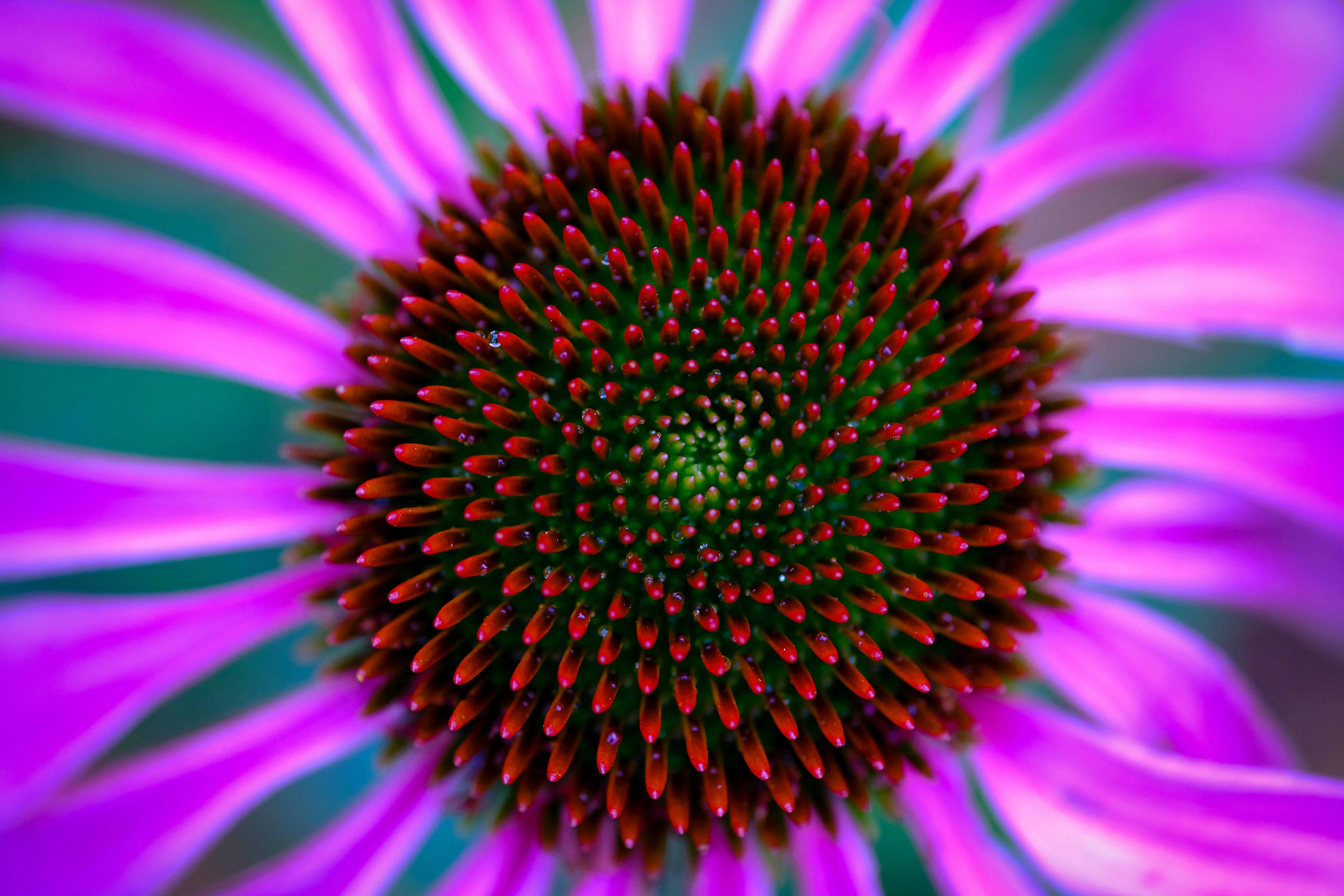 A close up of a purple flower with green stems · Free Stock Photo