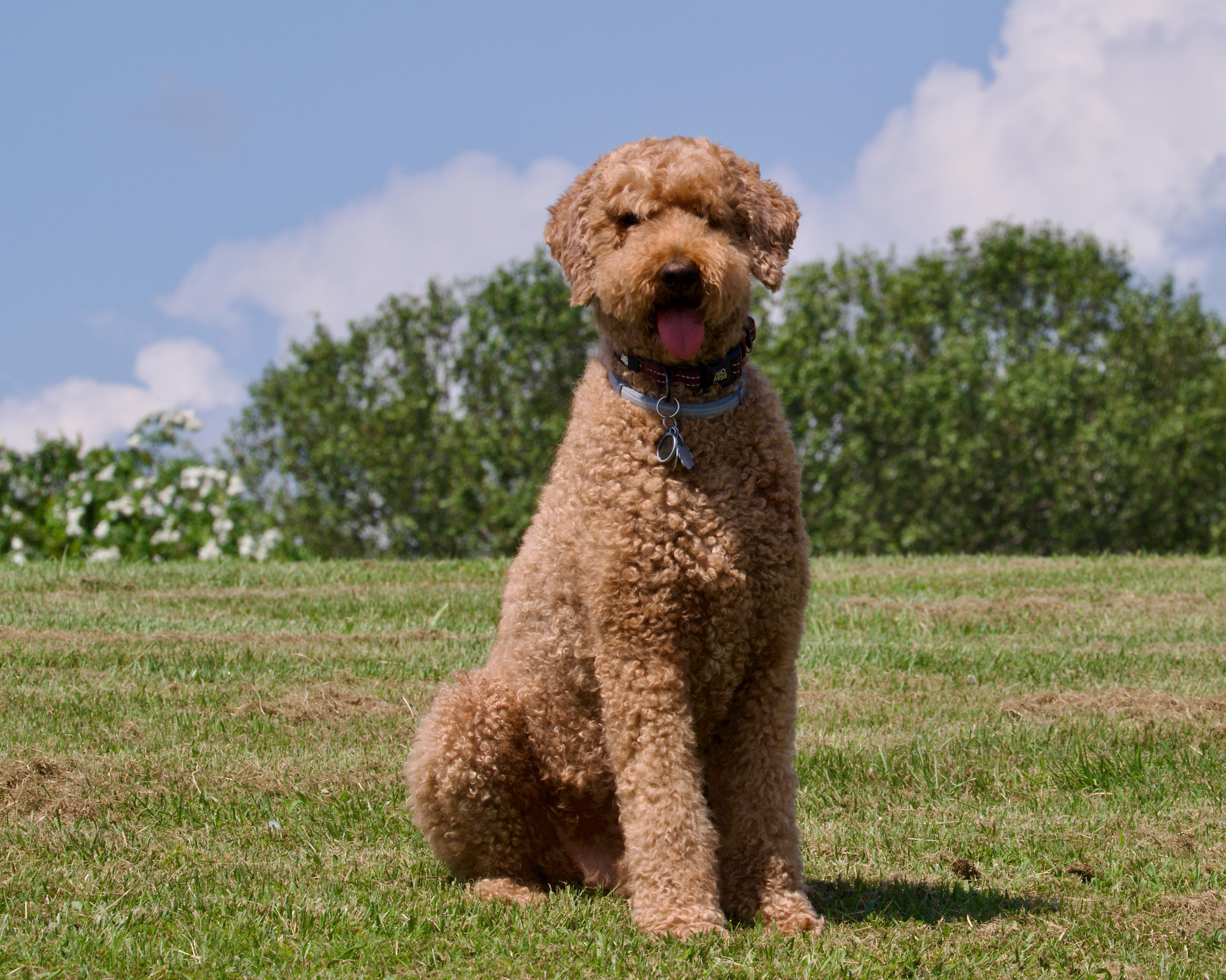 Red Standard Poodle · Free Stock Photo