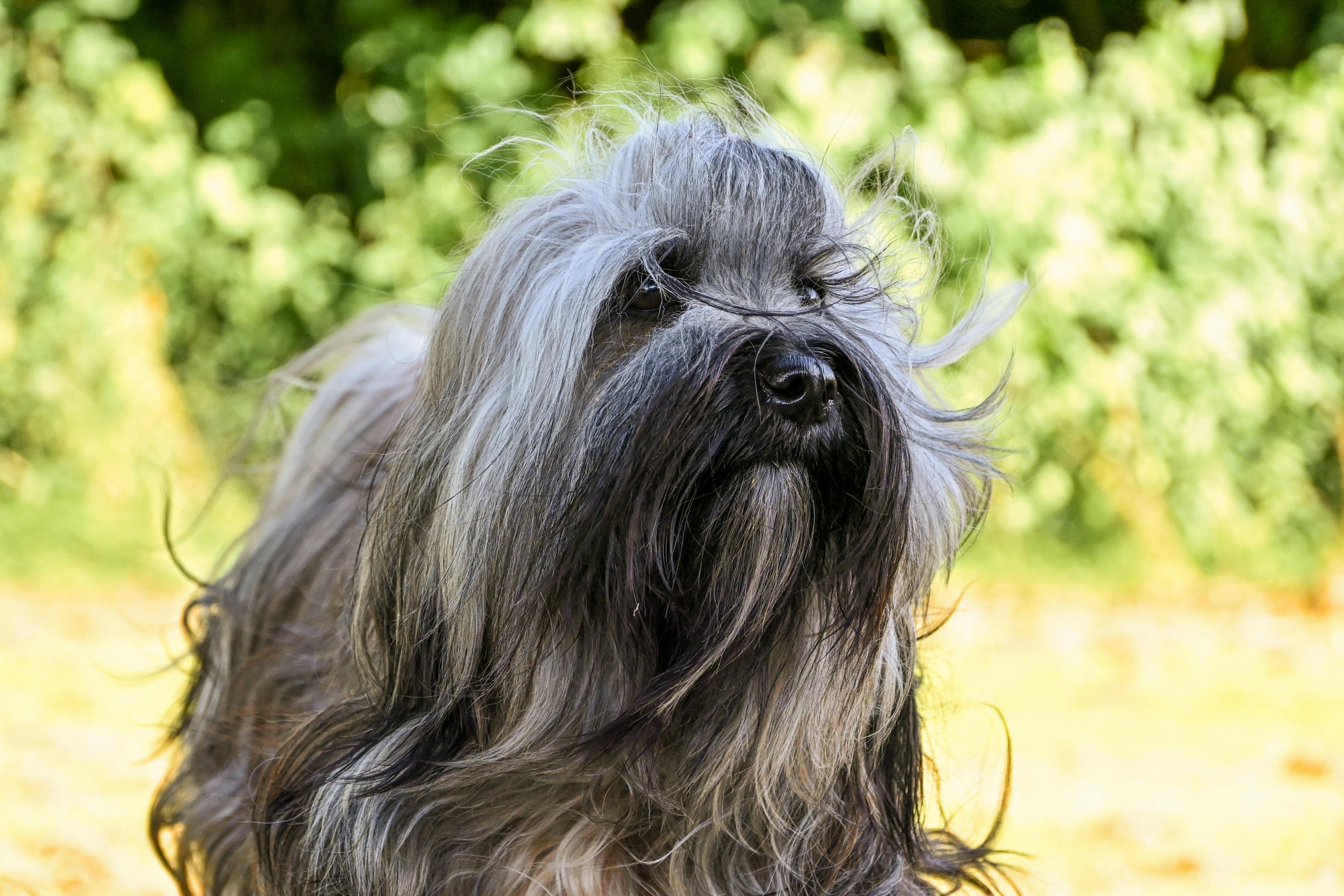 Dog With Her Puppies Photos, Download The BEST Free Dog With Her ...