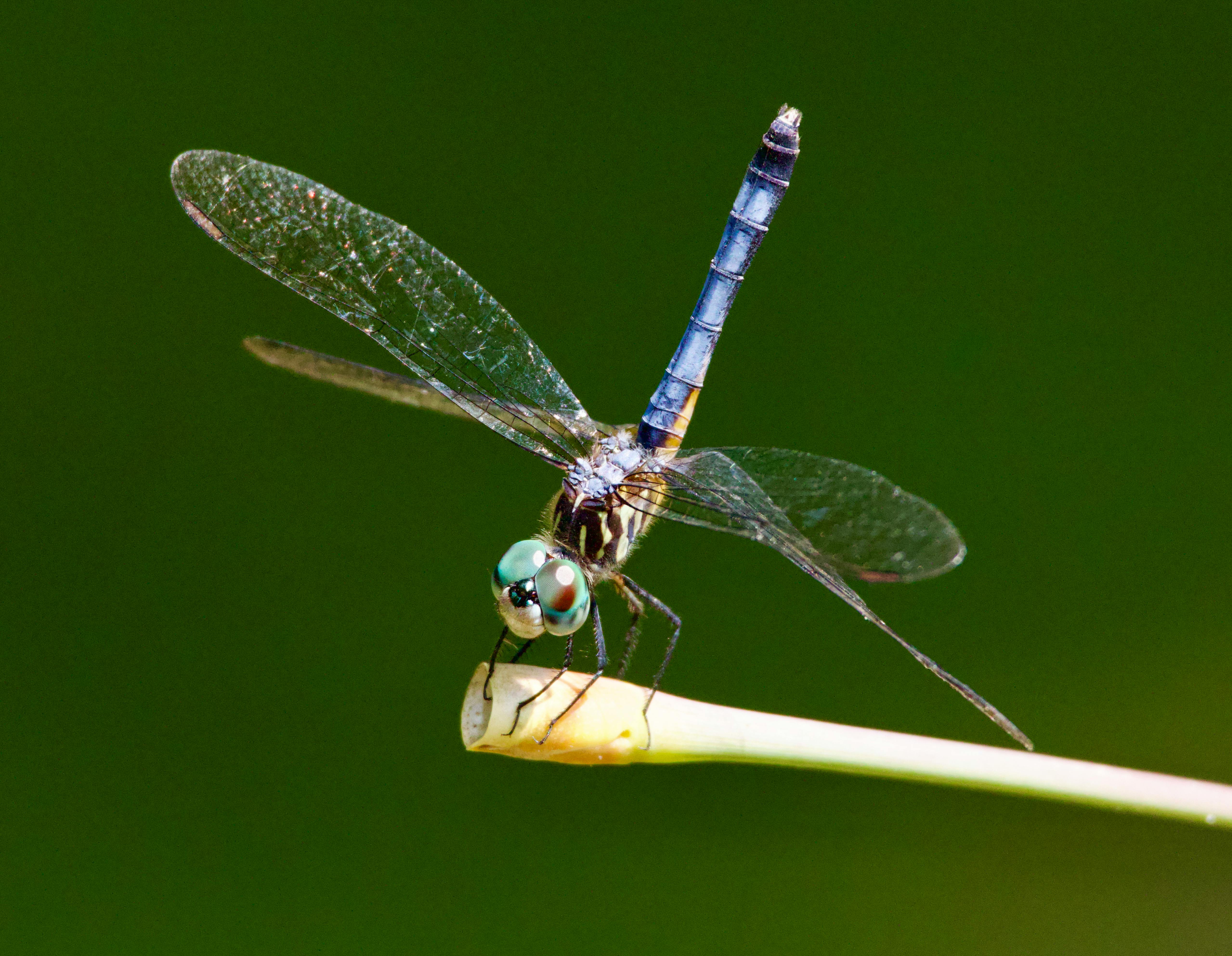 Blue dasher dragonfly · Free Stock Photo