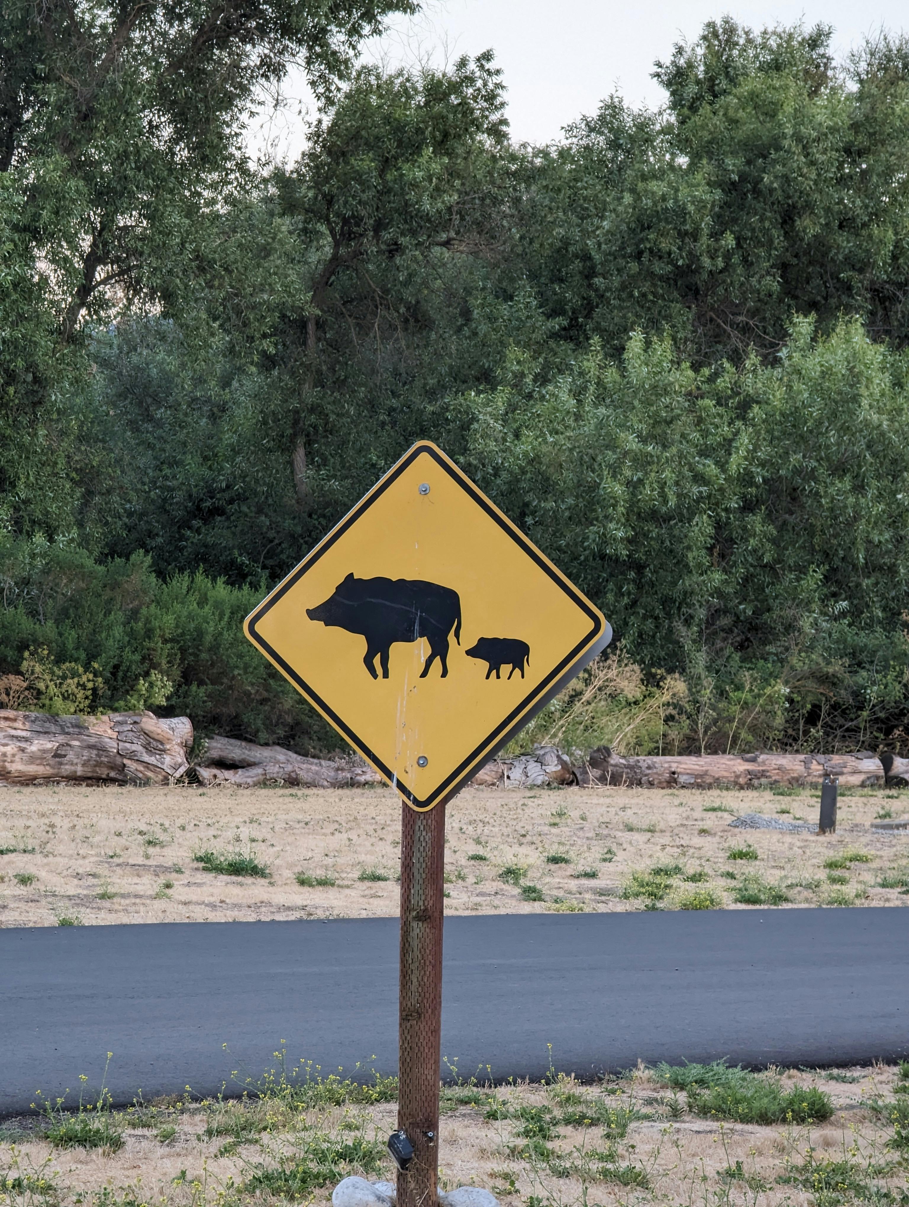 Boars on Warning Sign near Road · Free Stock Photo