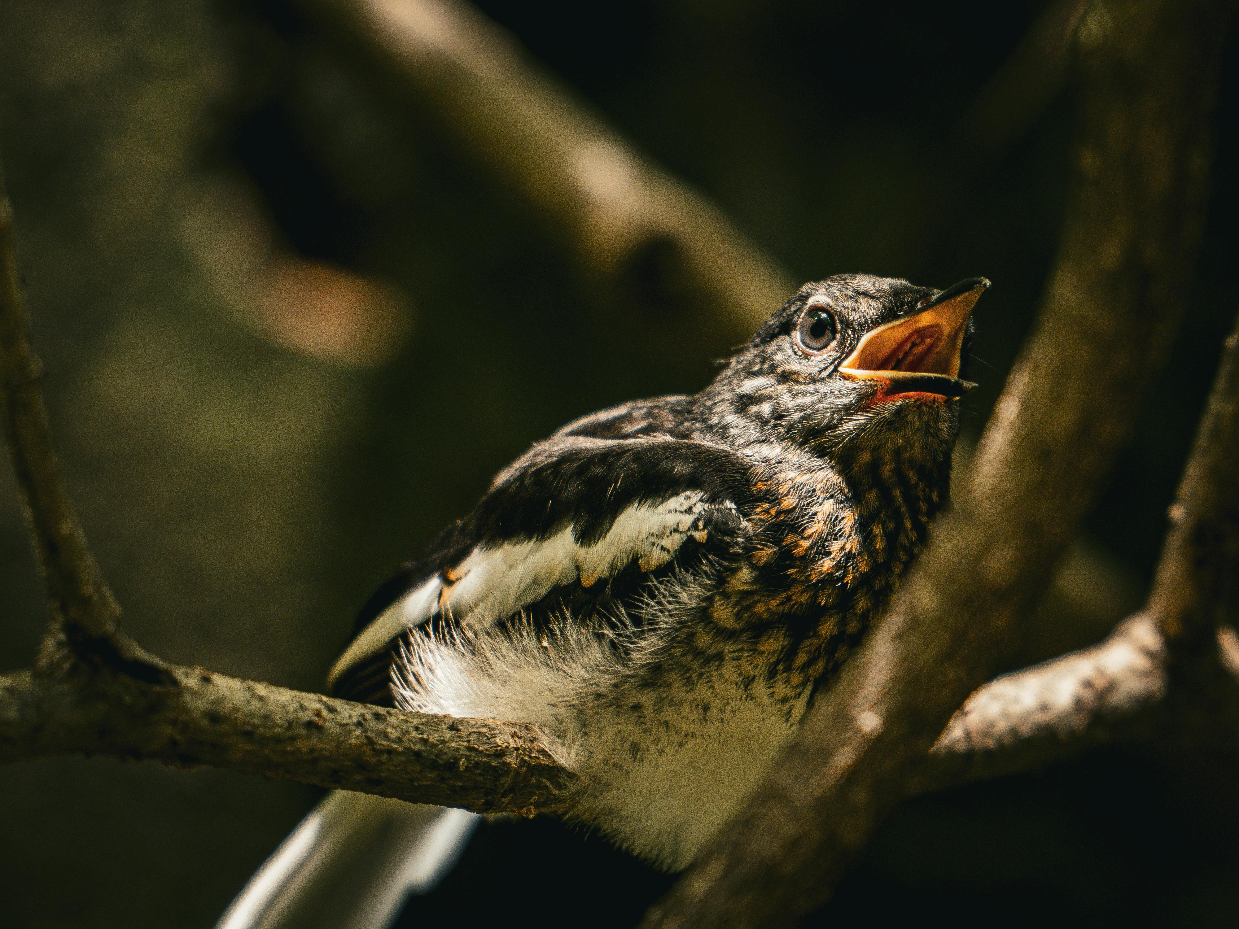 Hungry Bird · Free Stock Photo