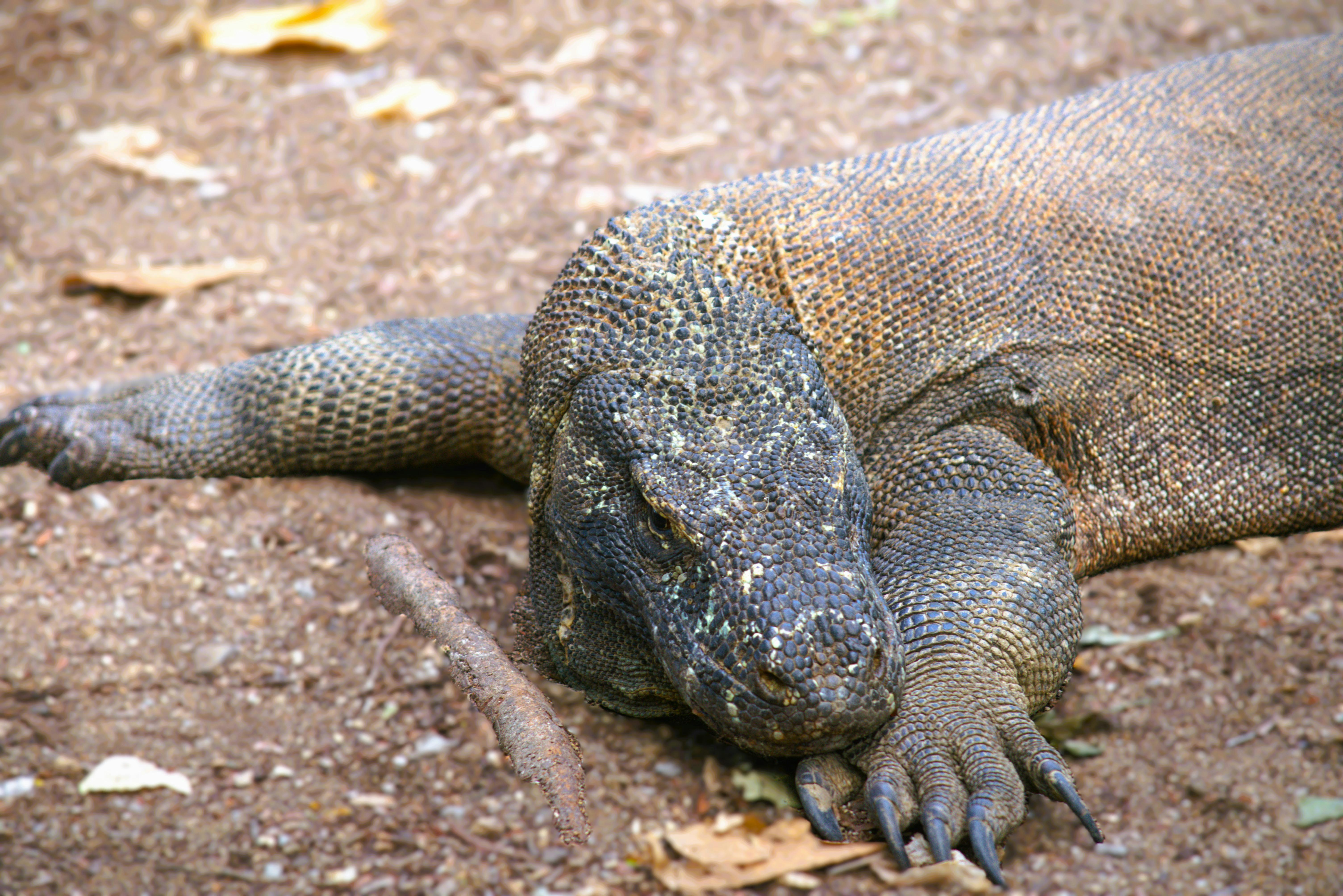 Joyston Judah - Photography