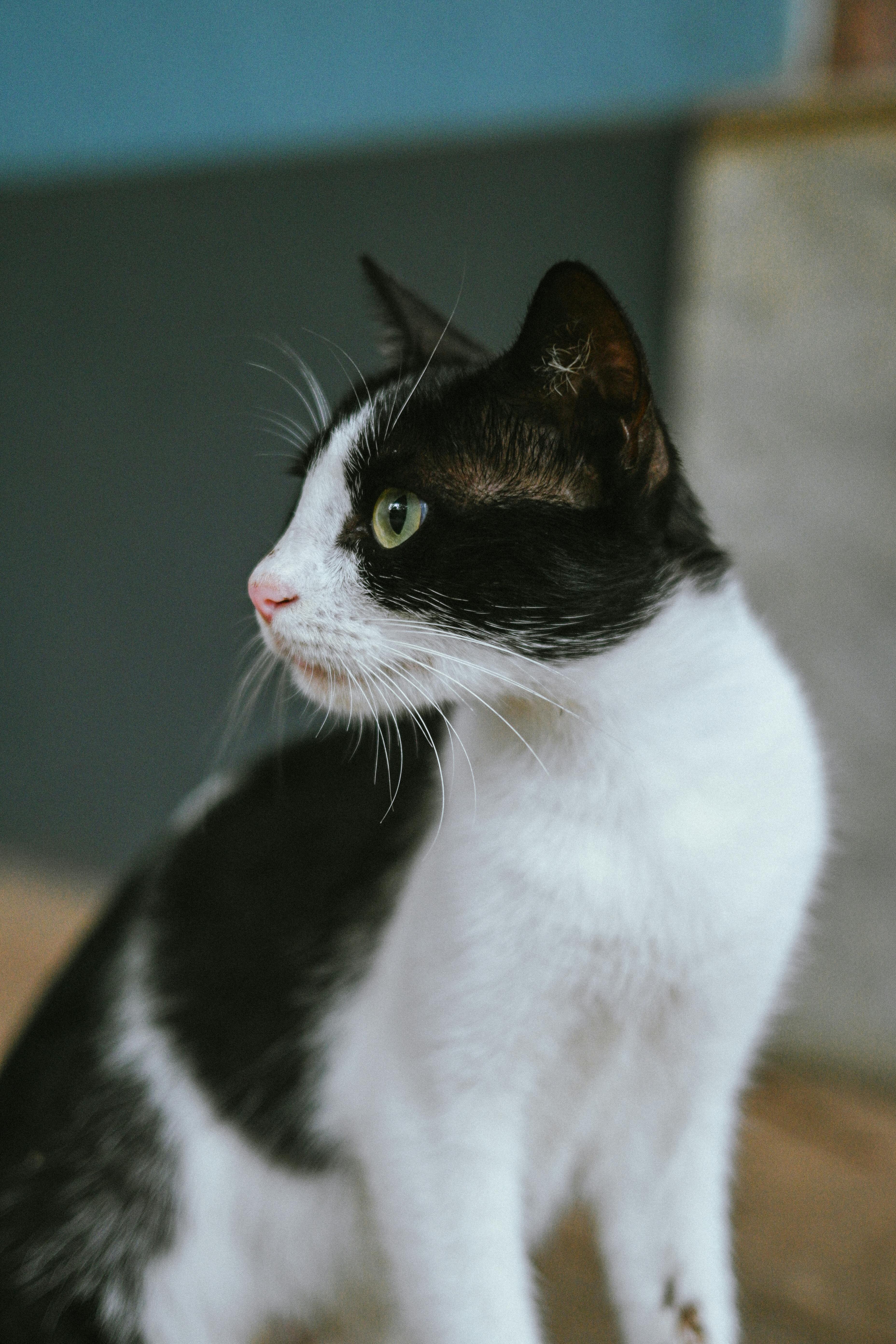 Brian Royston Rodrigues - Photography