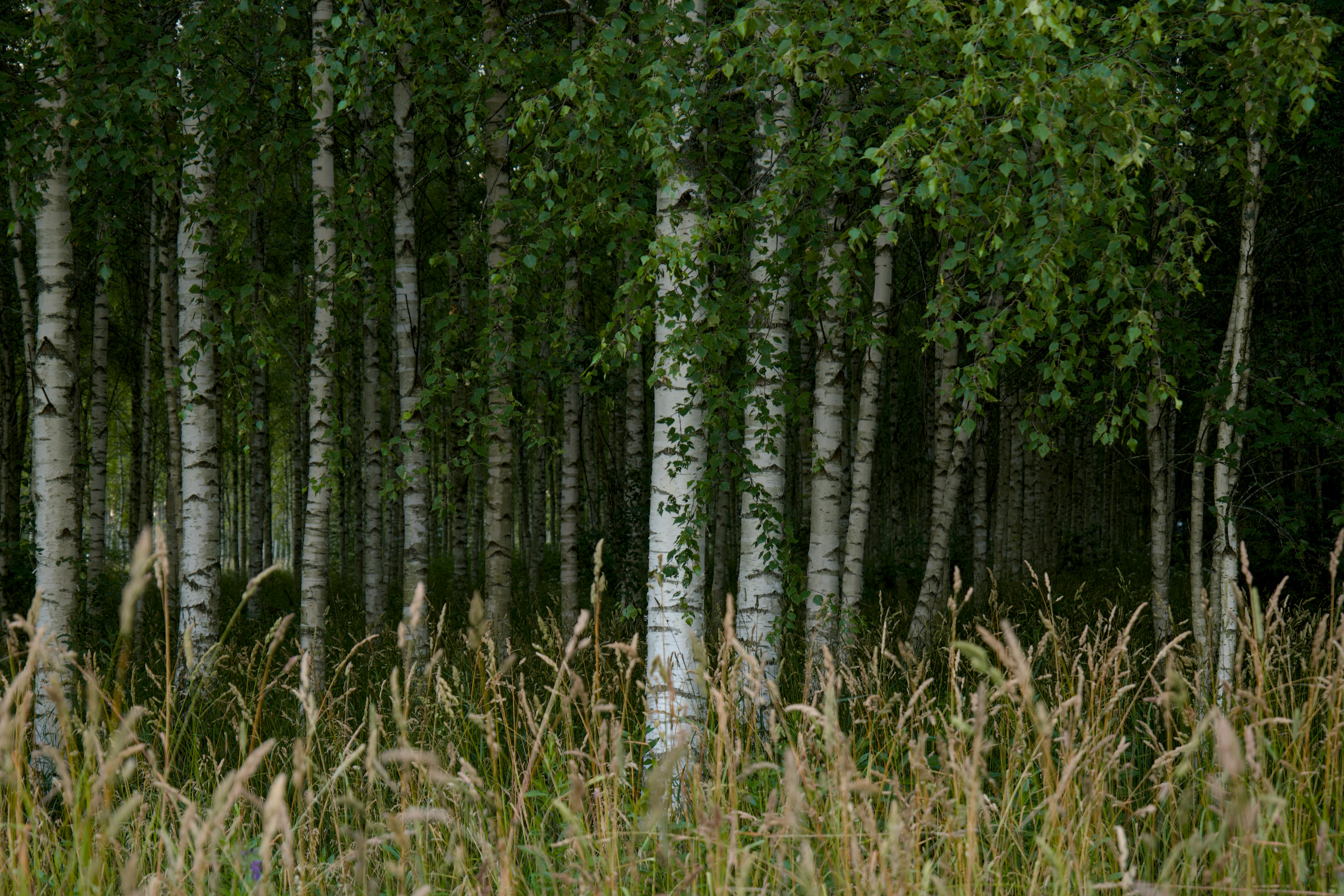 Young birch trees · Free Stock Photo