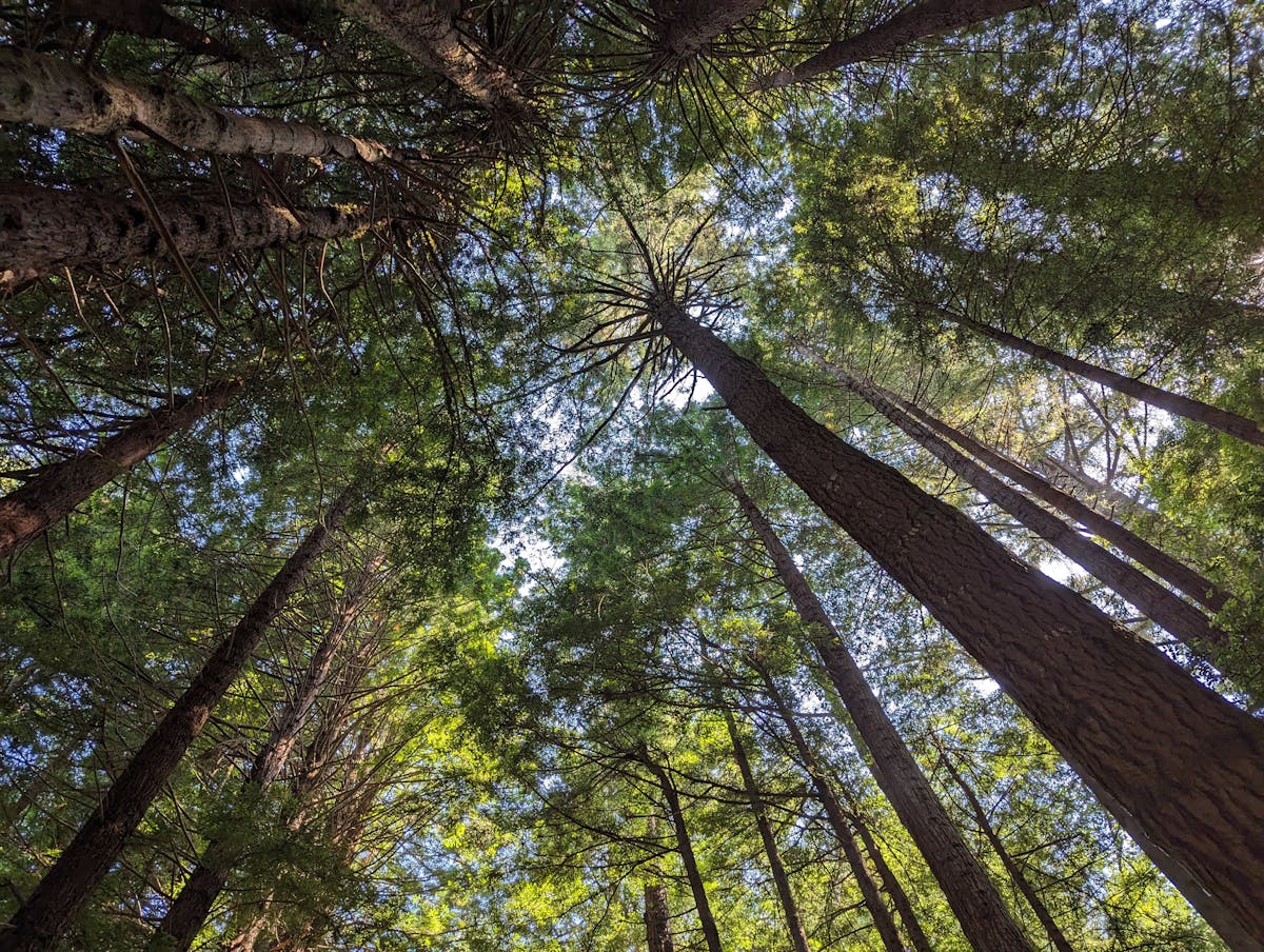 Redwood Hyperion Tree Photos, Download The BEST Free Redwood Hyperion ...