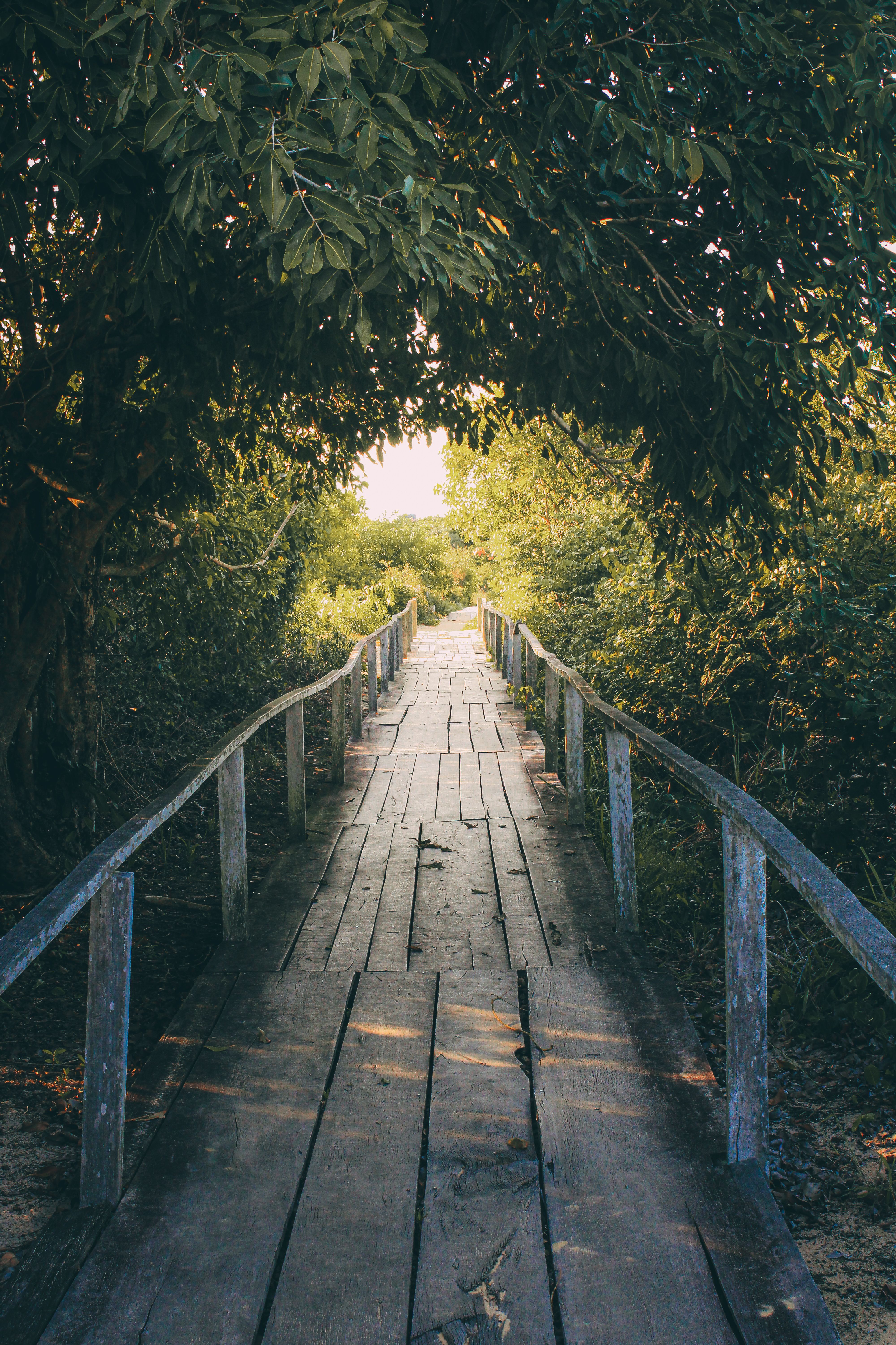 A wooden walkway leads to a tree in the woods · Free Stock Photo