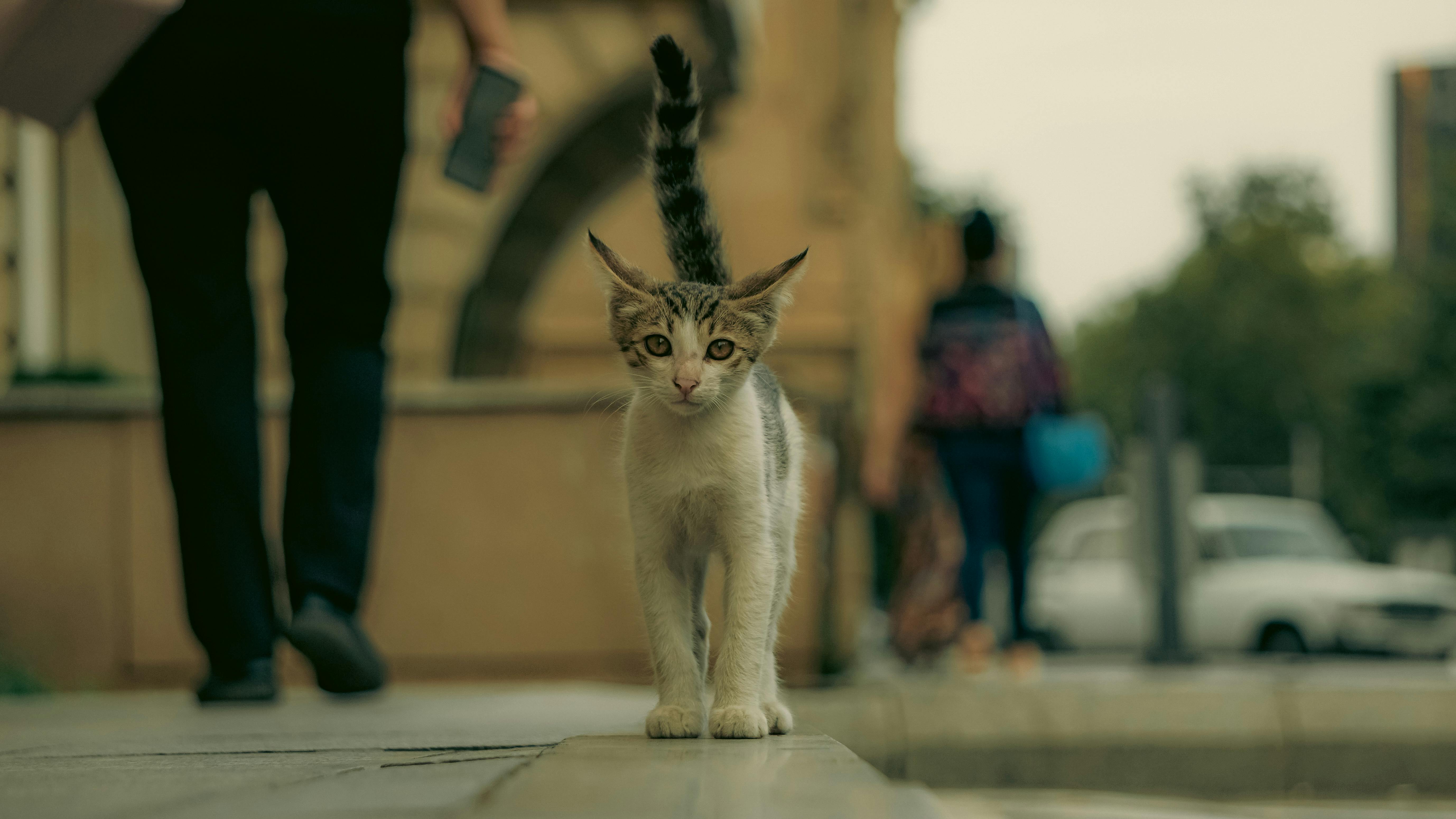 Person Born With Tail Photos, Download The BEST Free Person Born With ...