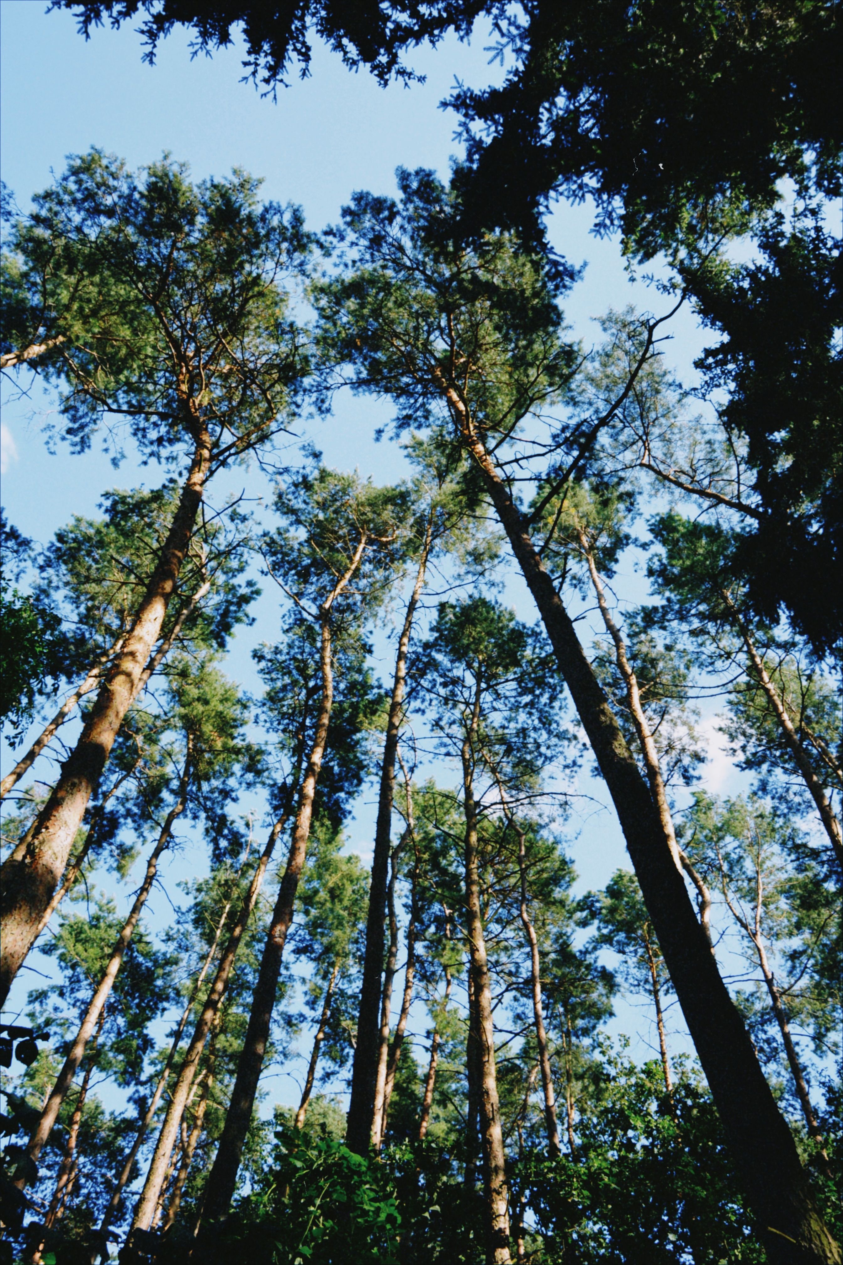 Beautiful Trees In Park & Blue Sky · Free Stock Photo
