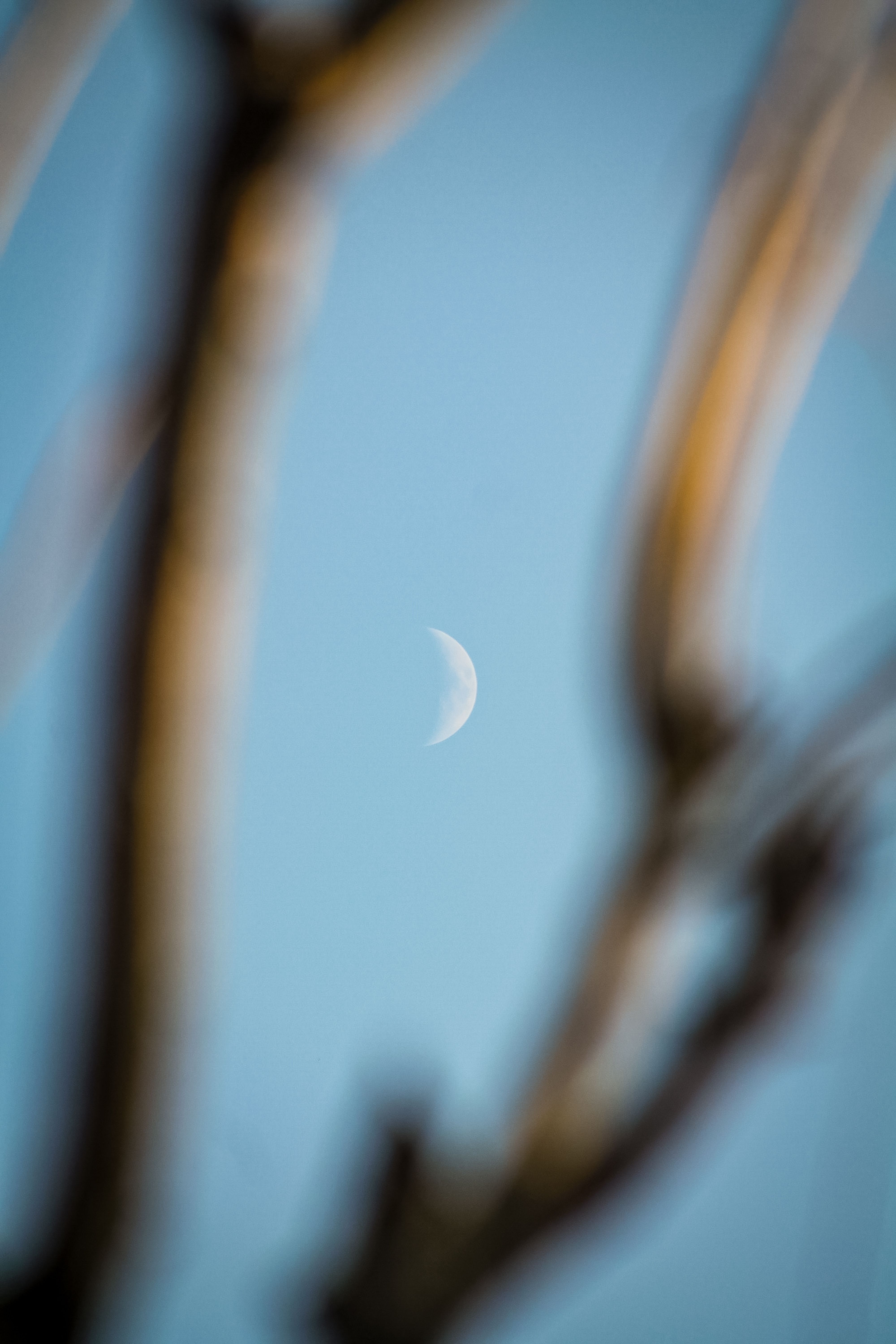 A crescent moon is seen through some branches · Free Stock Photo