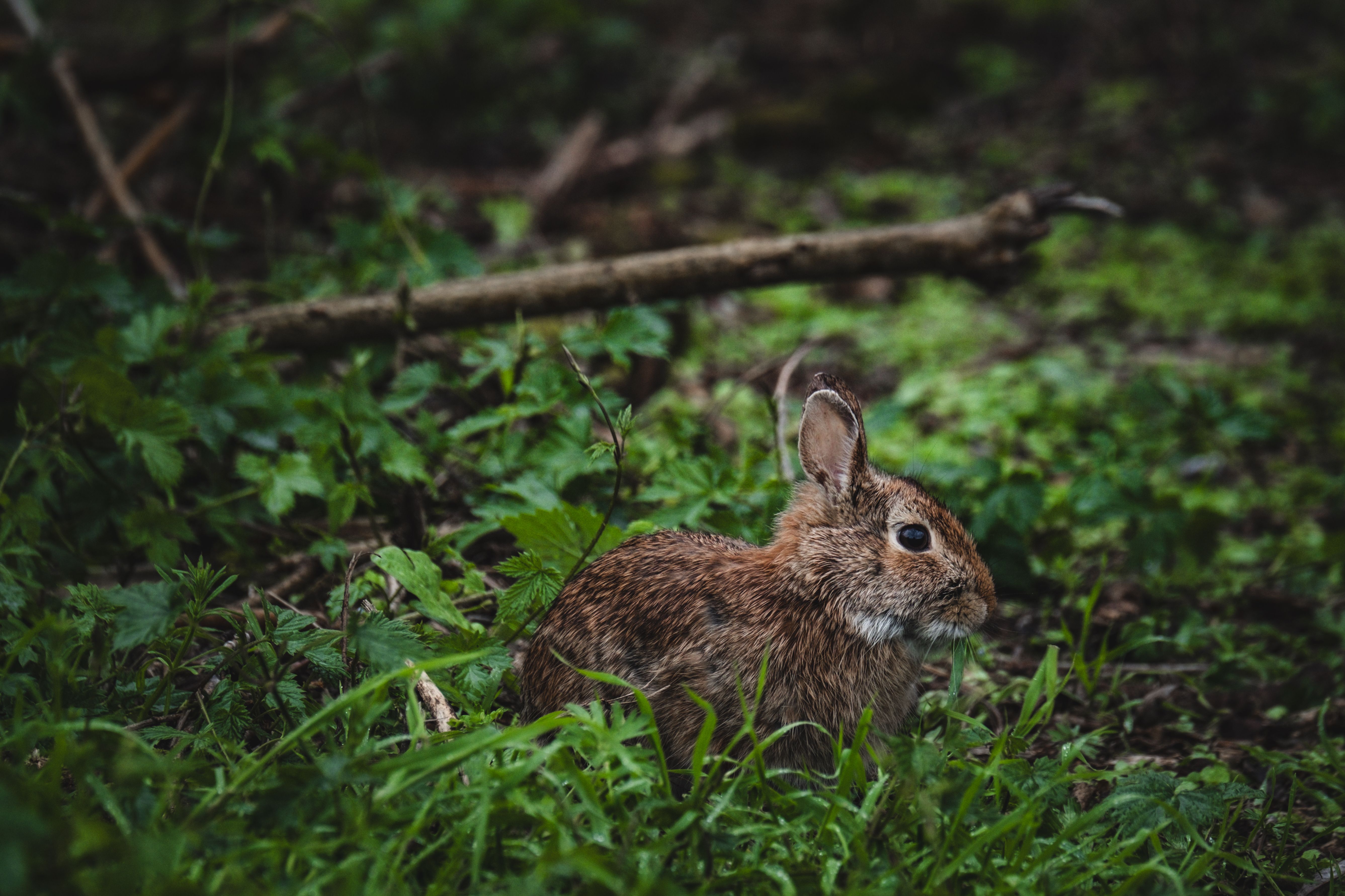A rabbit sitting in the grass near some trees · Free Stock Photo