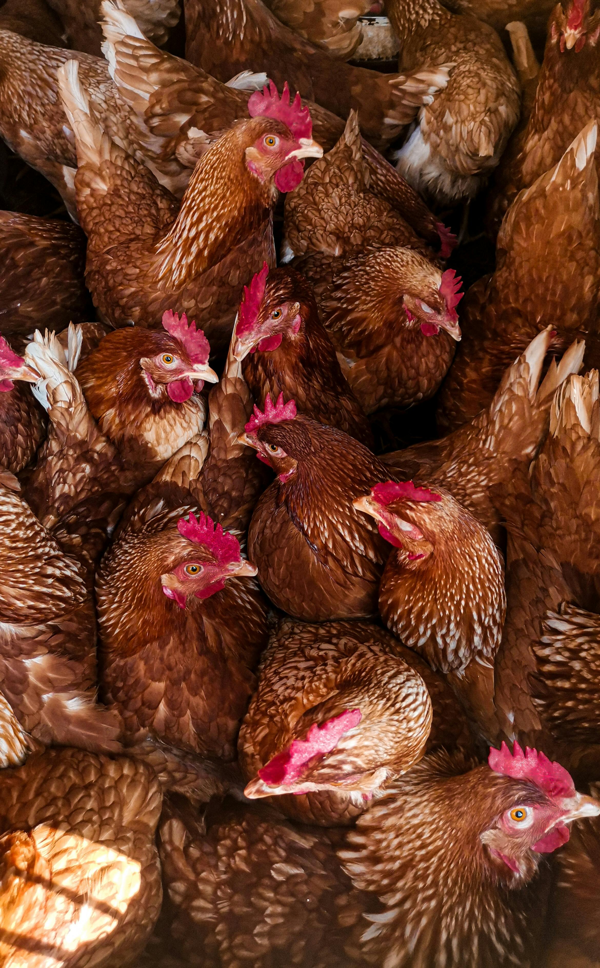 Poultry Layers Photos, Download The BEST Free Poultry Layers Stock ...