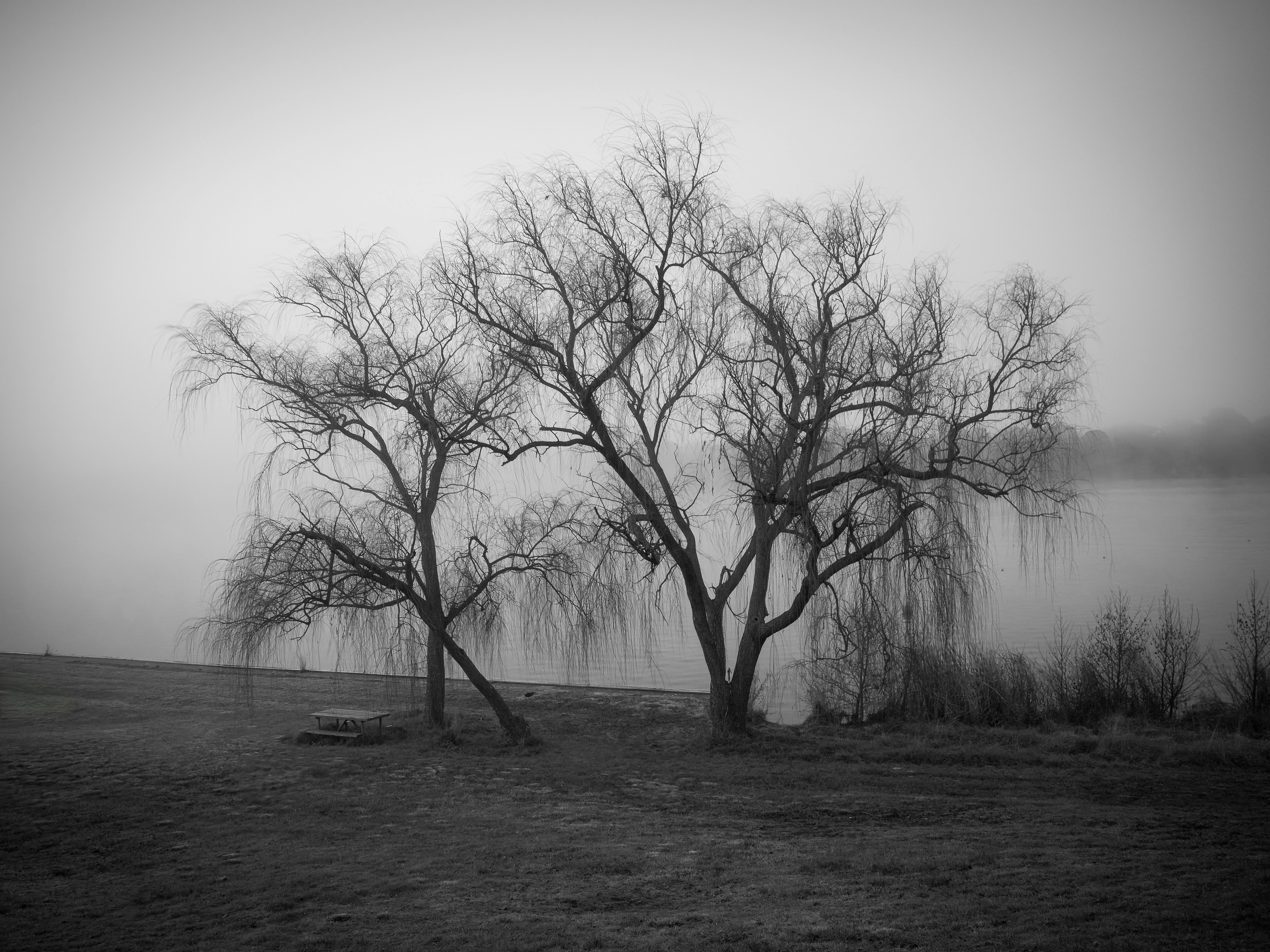 In Distant Photo of Tree on Landscape Field · Free Stock Photo