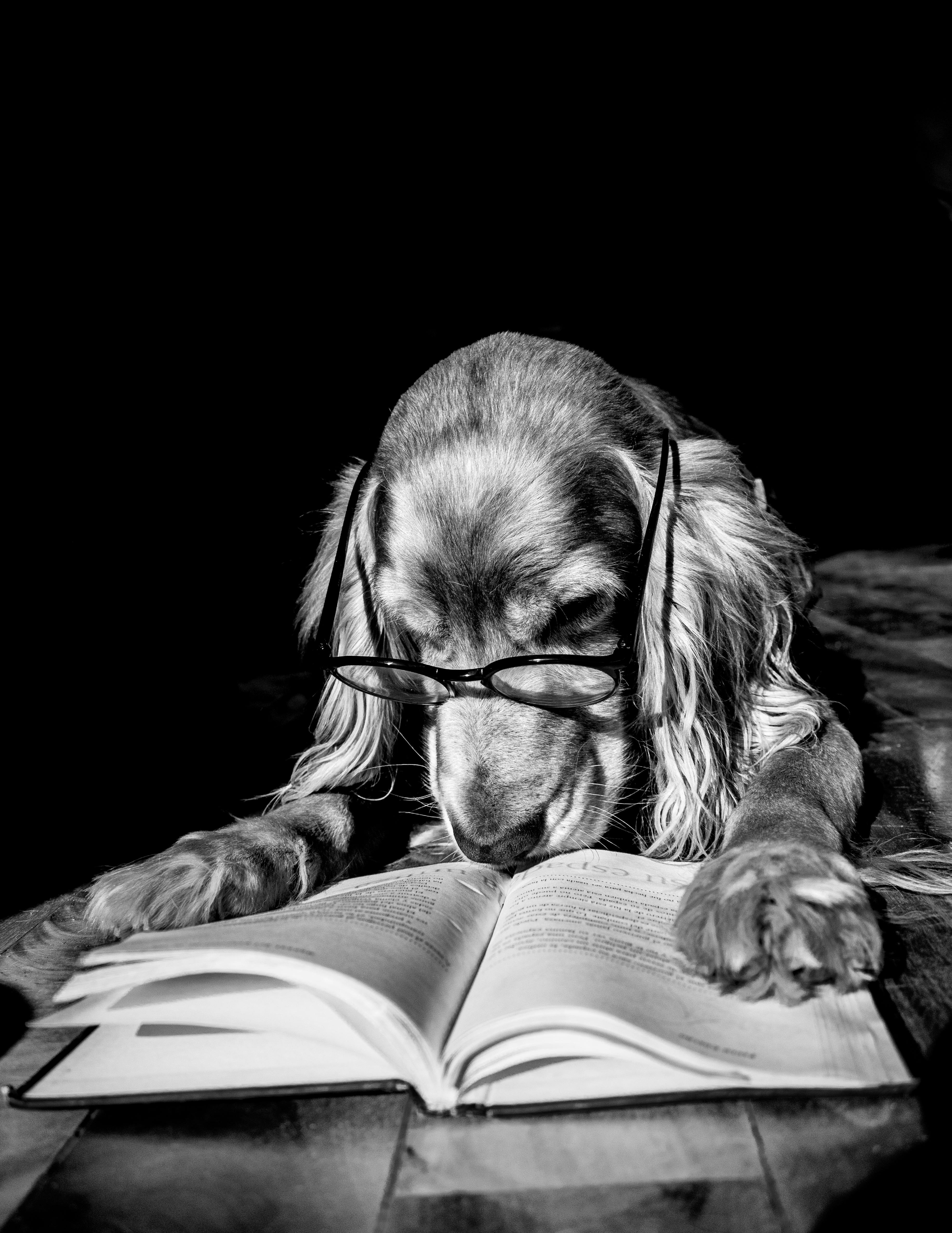 A dog wearing glasses reading a book · Free Stock Photo