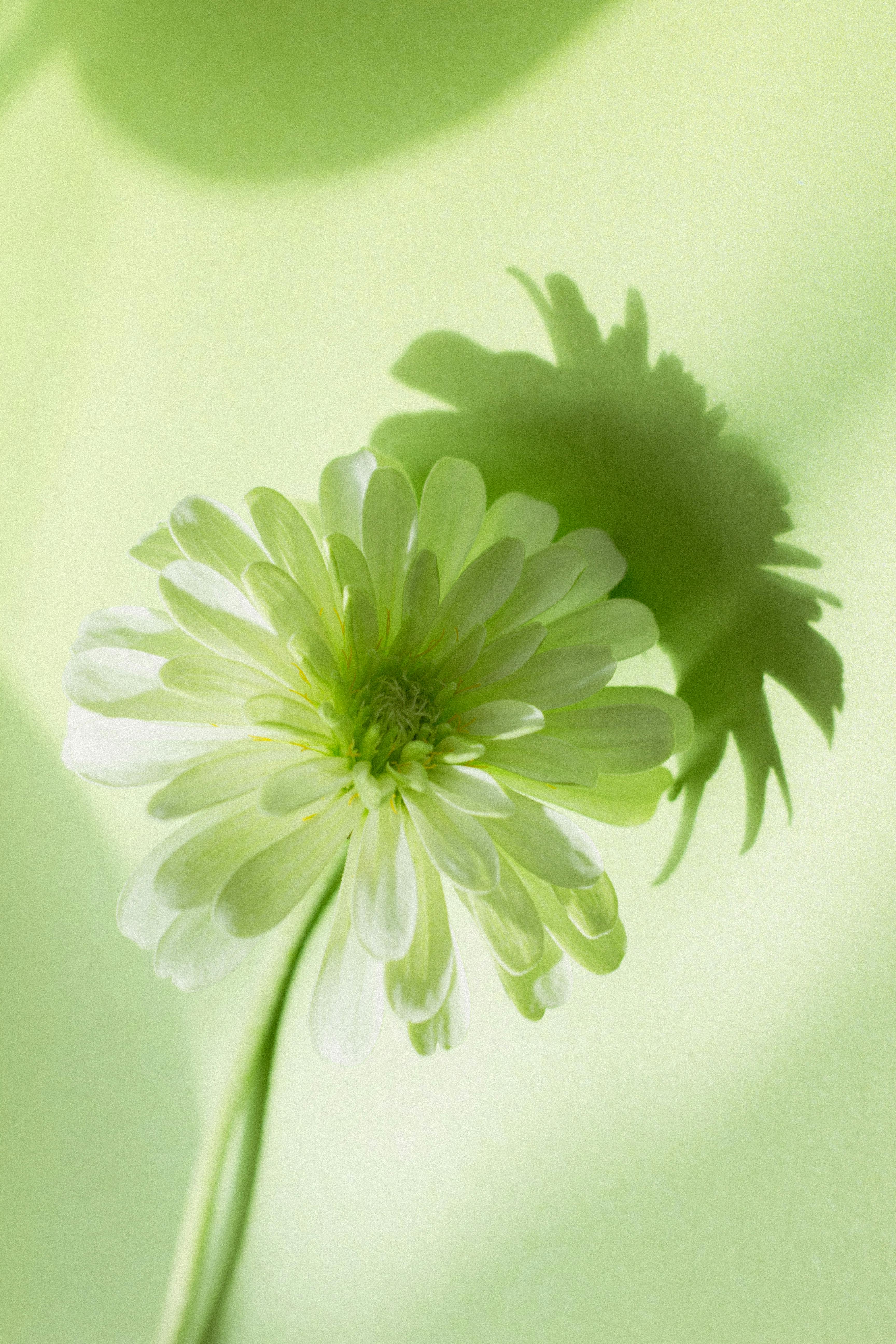 Stock Photos Flower Photos, Download The BEST Free Stock Photos Flower ...