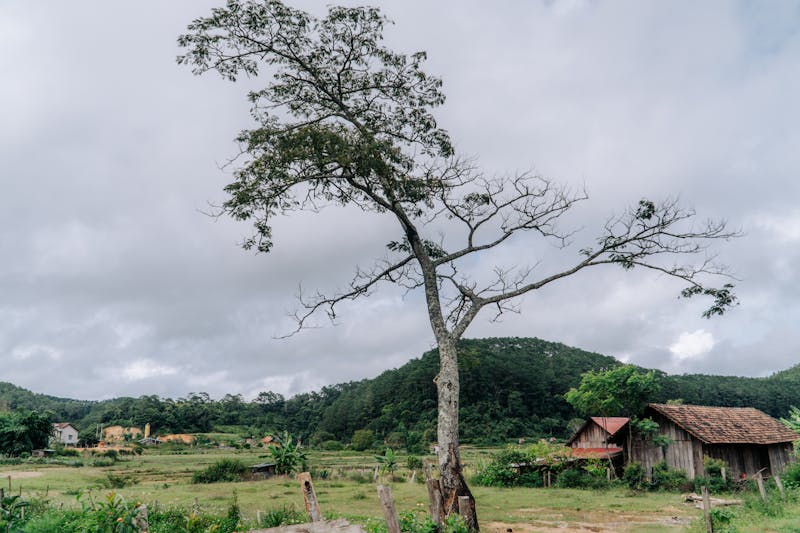 Balsa Tree Photos, Download The BEST Free Balsa Tree Stock Photos & HD ...