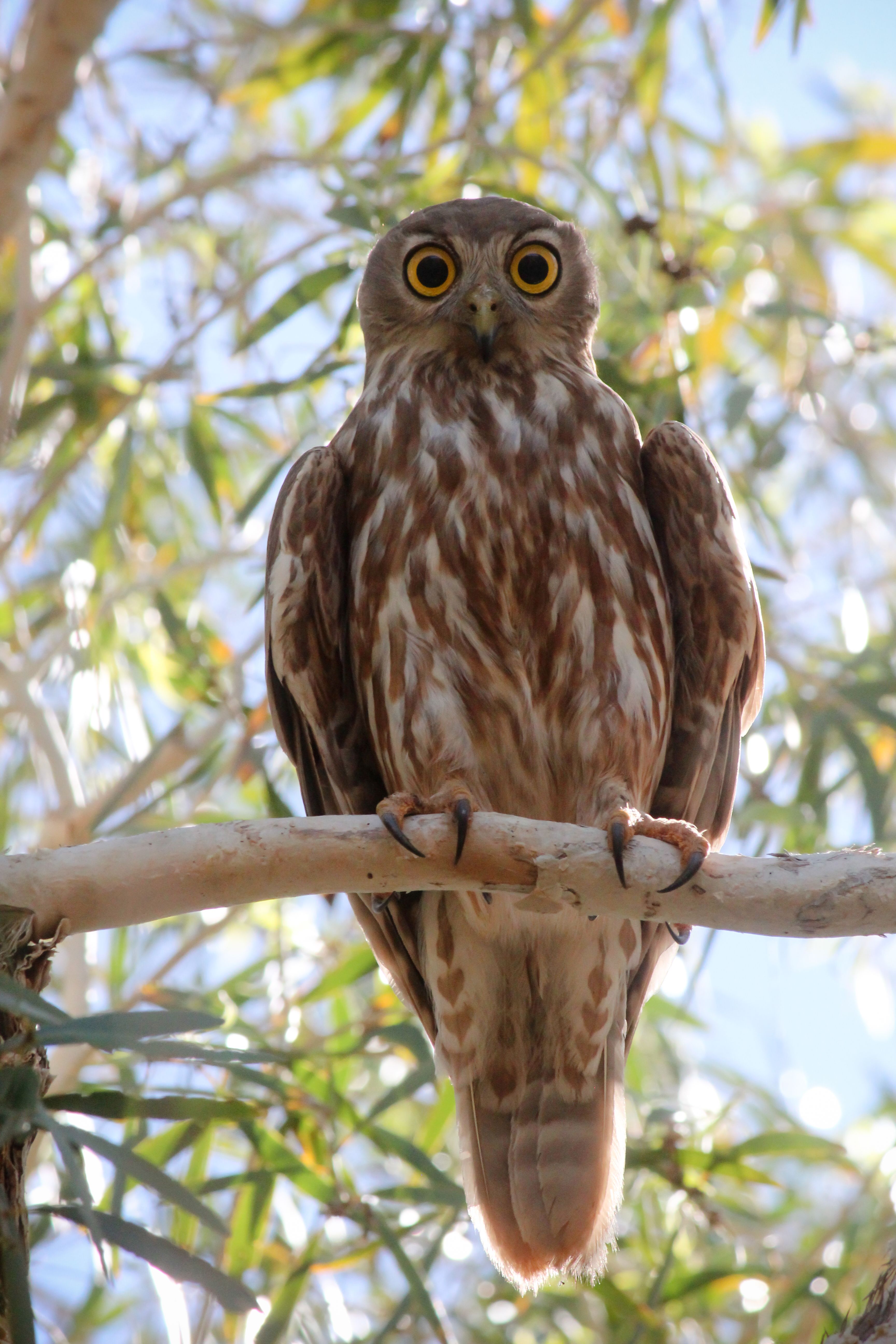 Barking Owl · Free Stock Photo