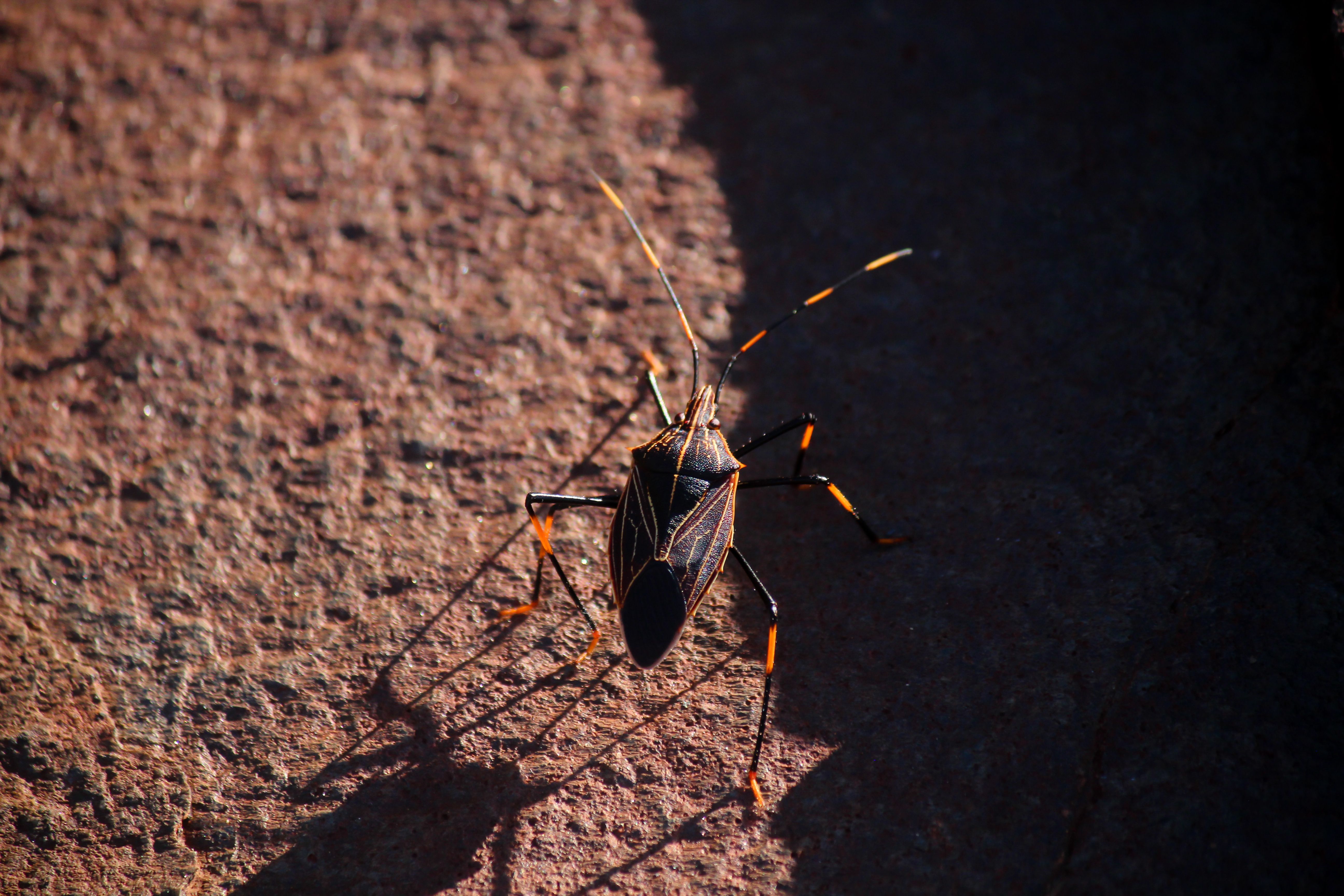 Stink Bug · Free Stock Photo