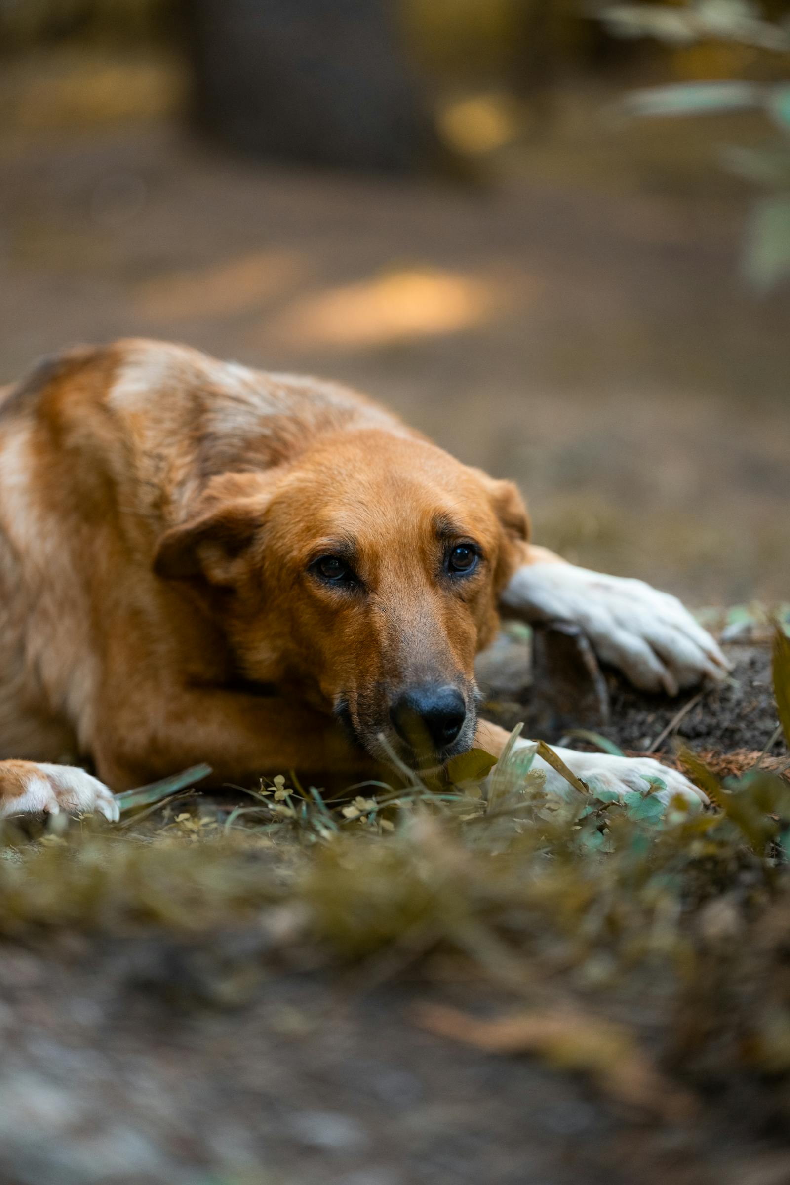 Big Dog Breeds Photos, Download The BEST Free Big Dog Breeds Stock ...