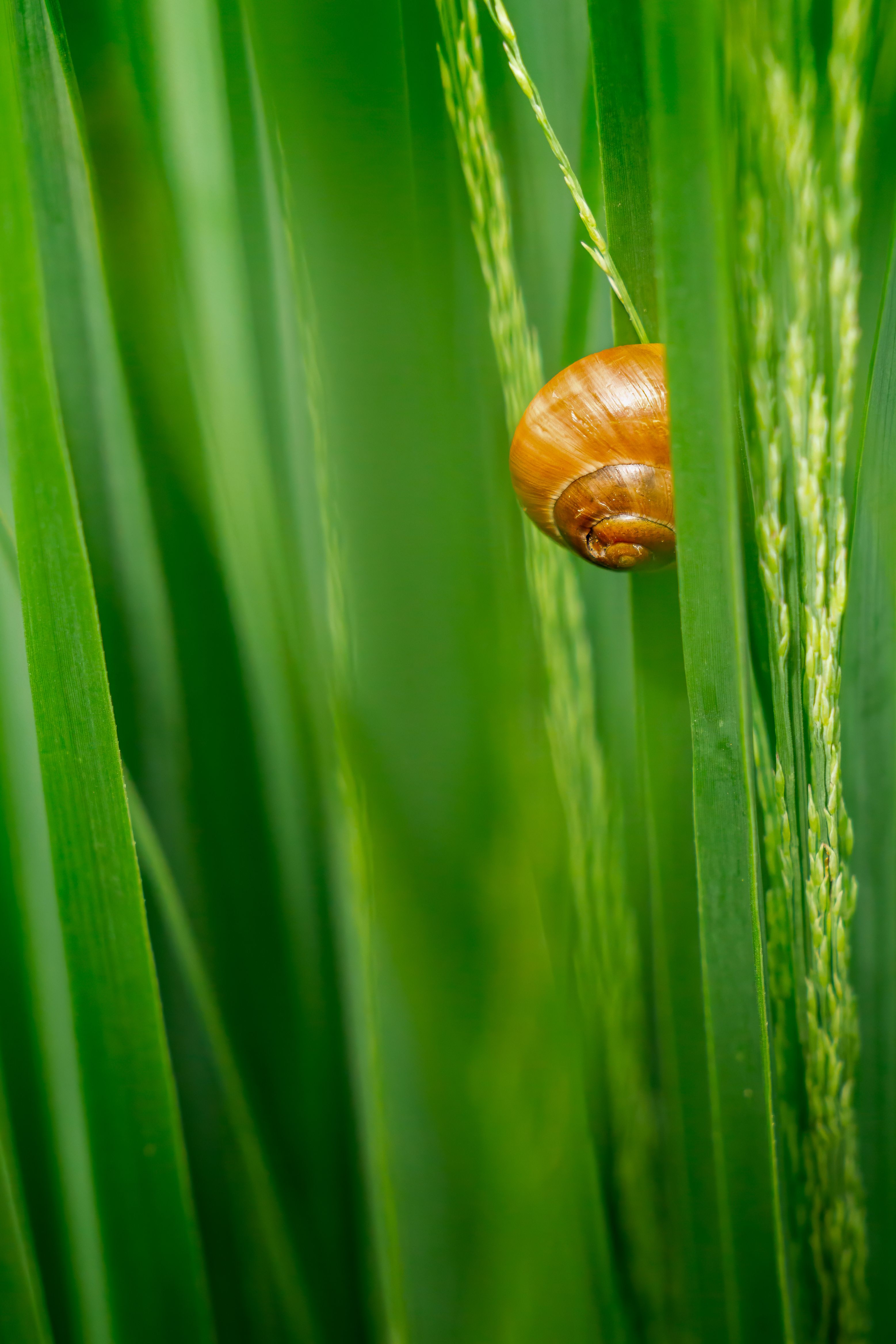 Vibrant Snail on Green Grass Blade · Free Stock Photo
