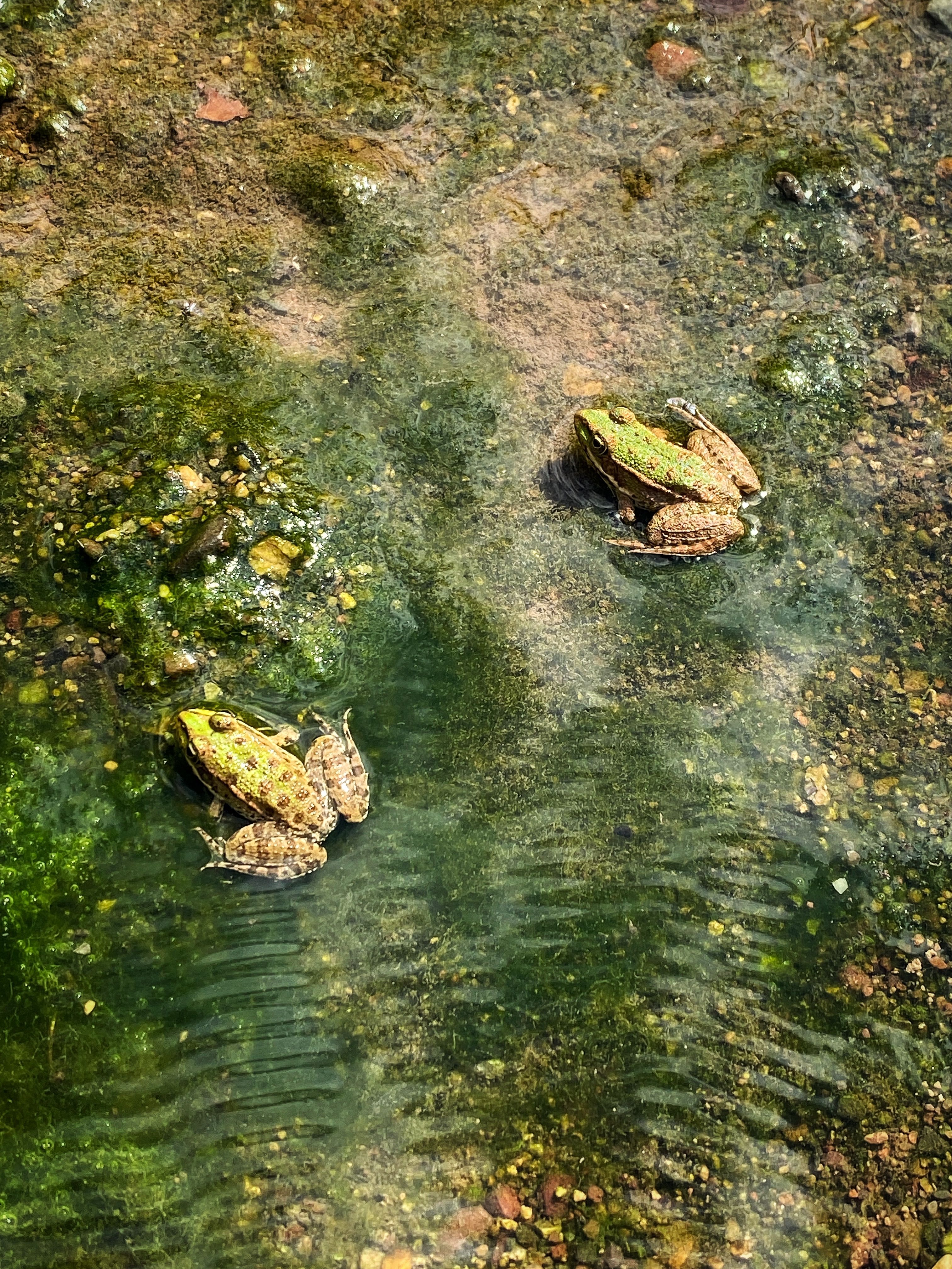 Two frogs are swimming in a pond with green algae · Free Stock Photo