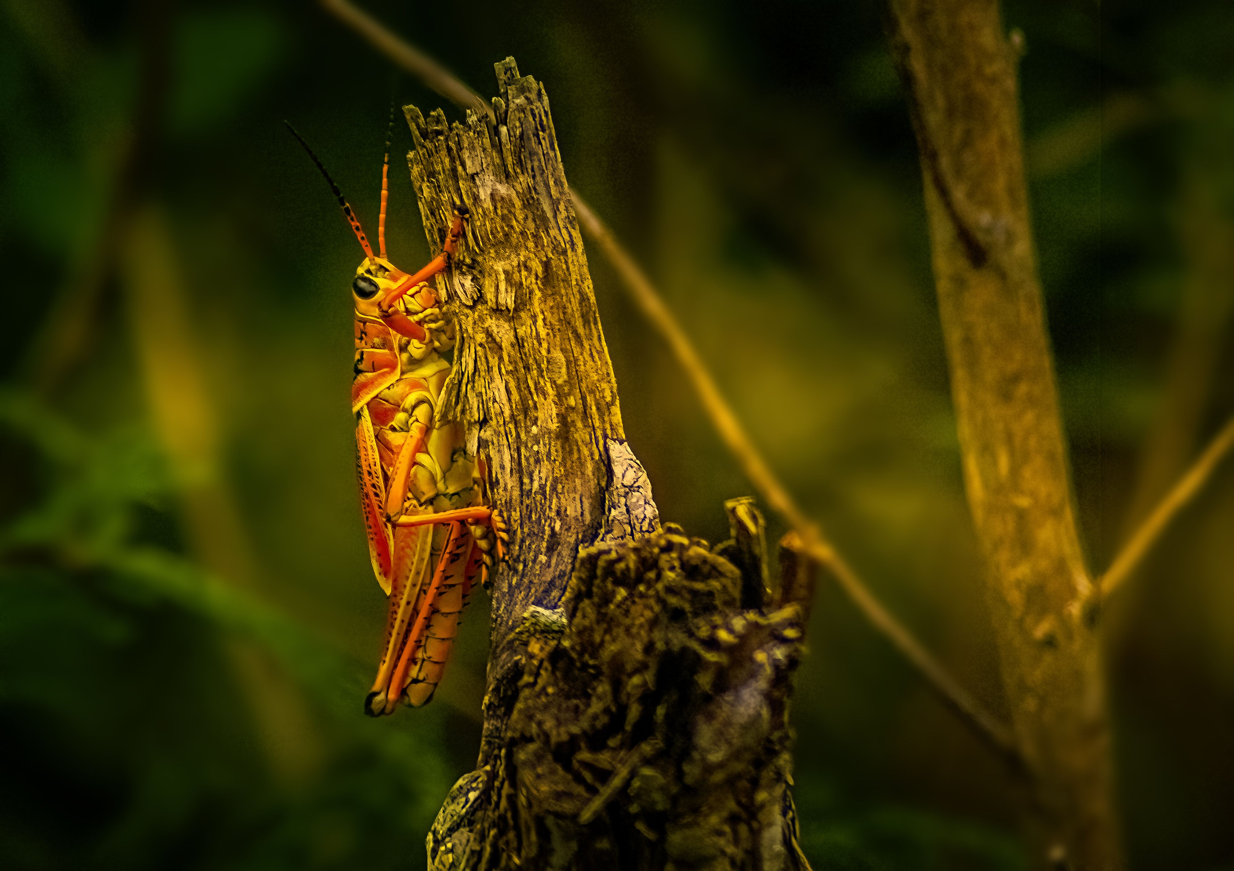 A grasshopper sits on top of a tree stump · Free Stock Photo