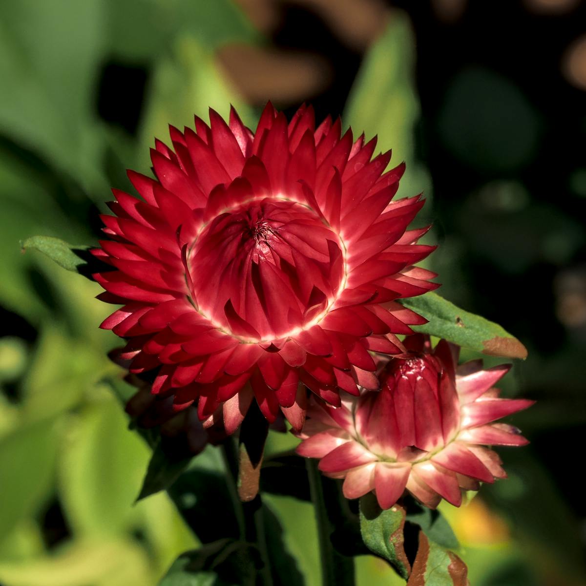 Posy Flower Photos, Download The BEST Free Posy Flower Stock Photos ...