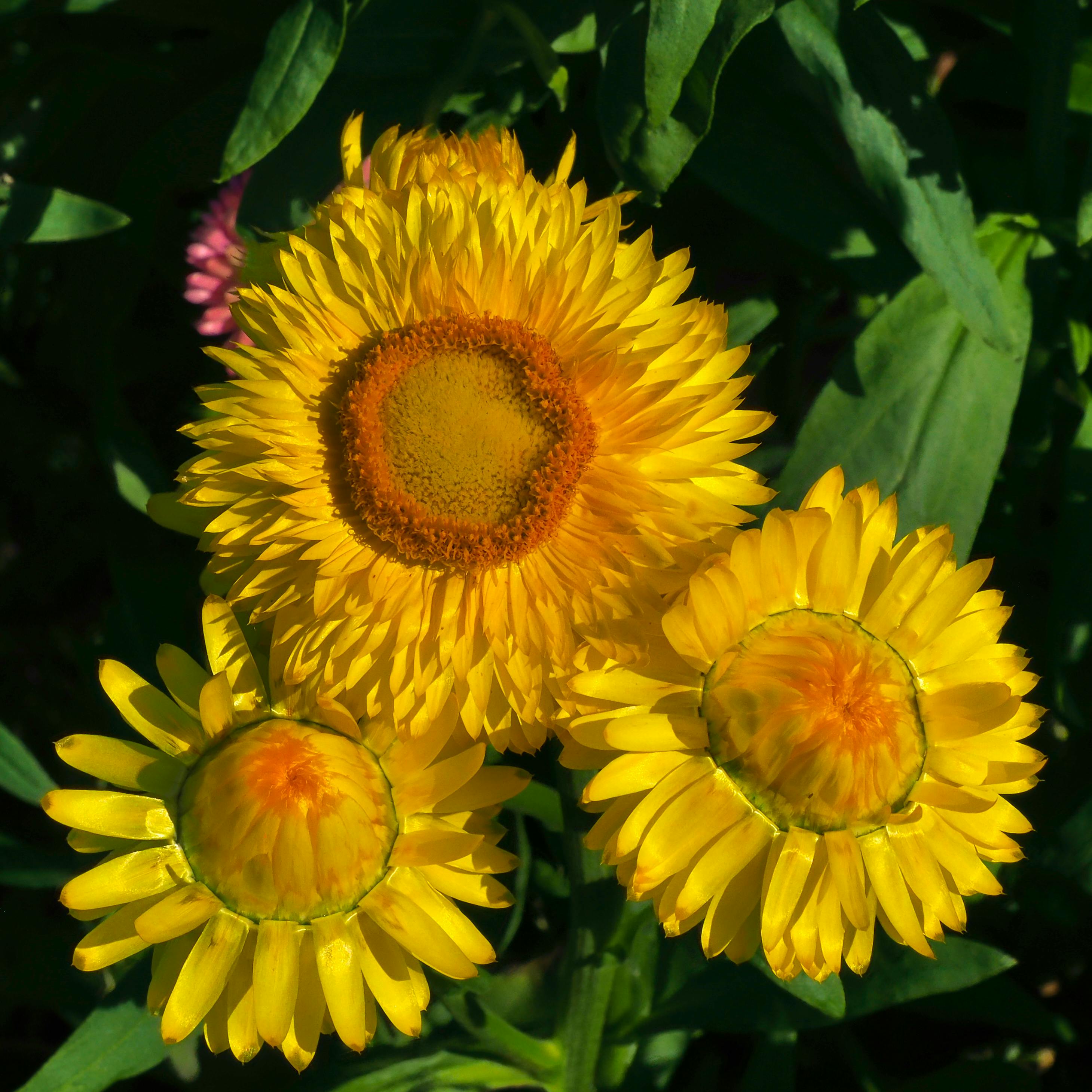 Three yellow flowers - Helichrysum · Free Stock Photo