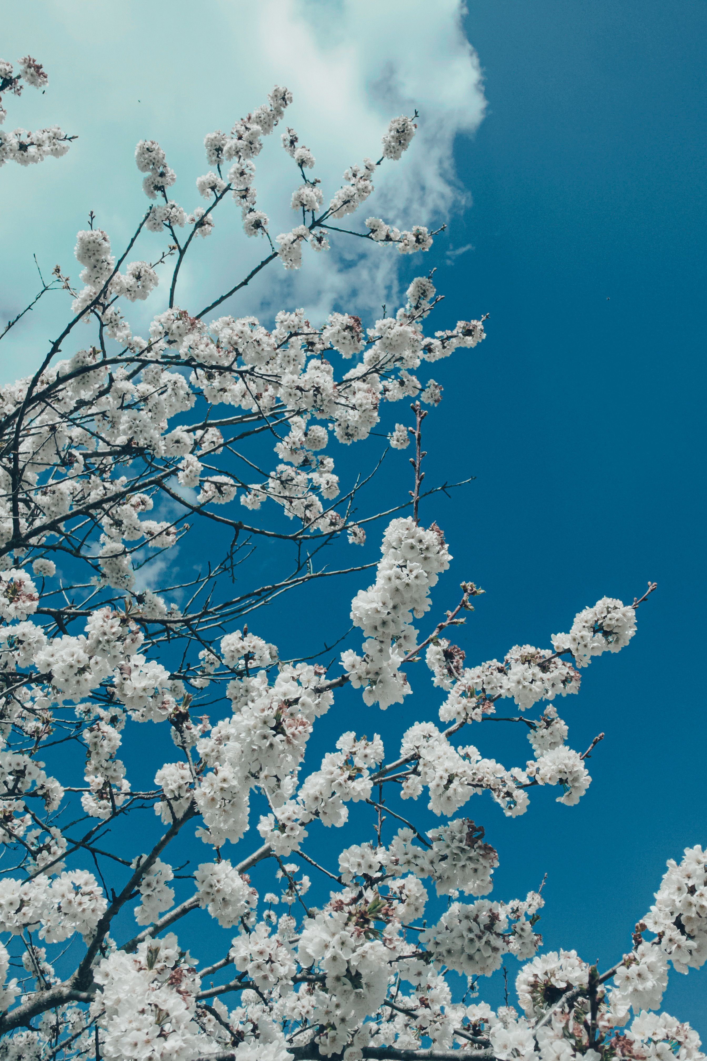 White Flowering Tree Low-angle Photo at Daytime · Free Stock Photo