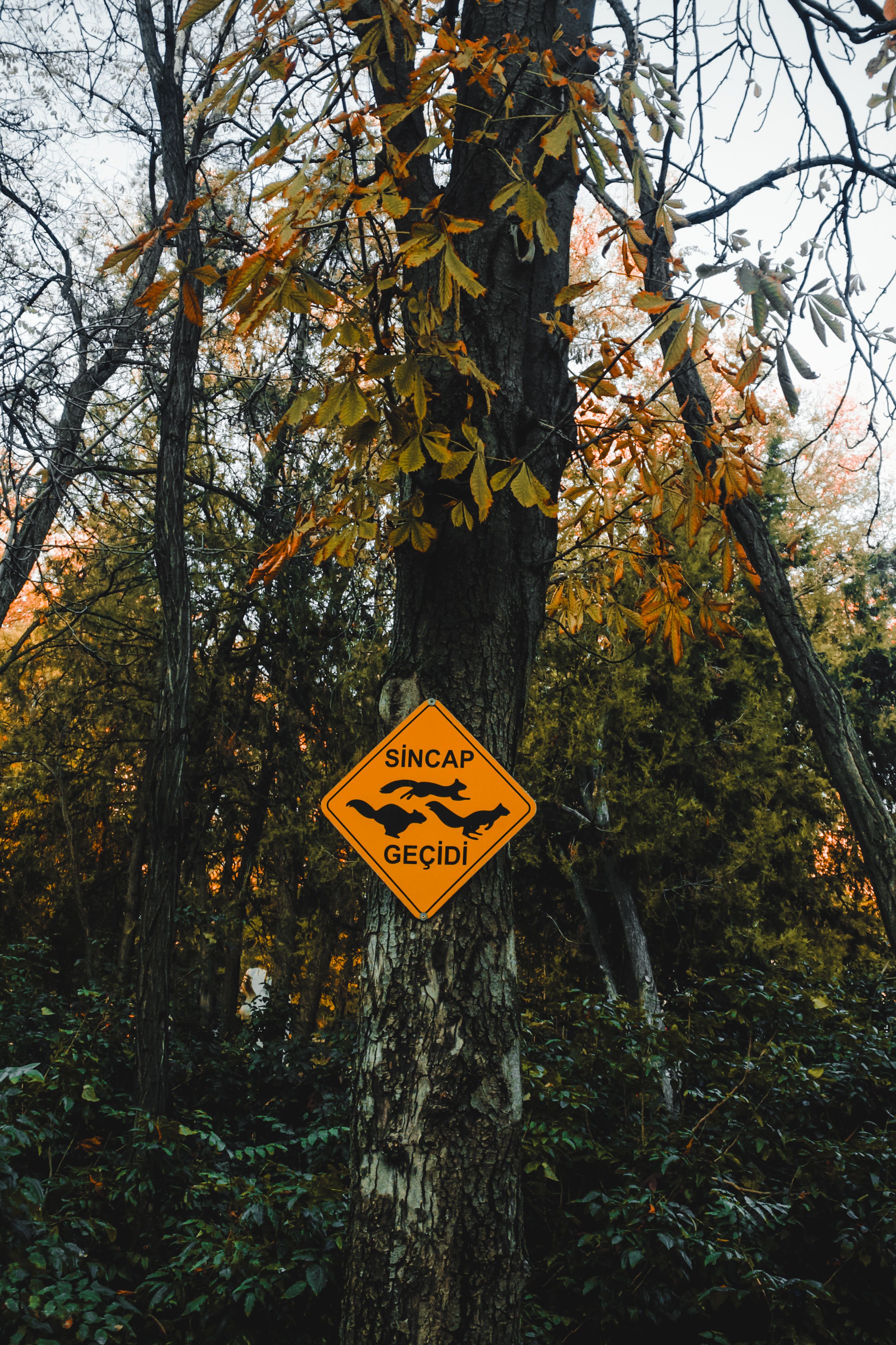A sign warning of bats in the woods · Free Stock Photo